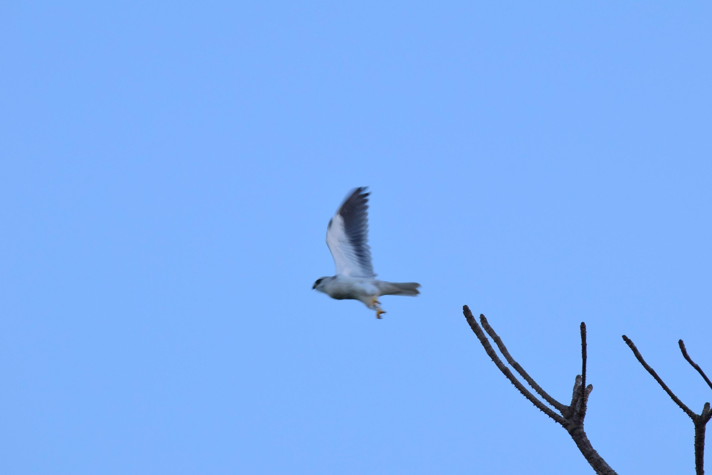 How to Photograph Birds in Flight the Easy Way (with Pictures ...