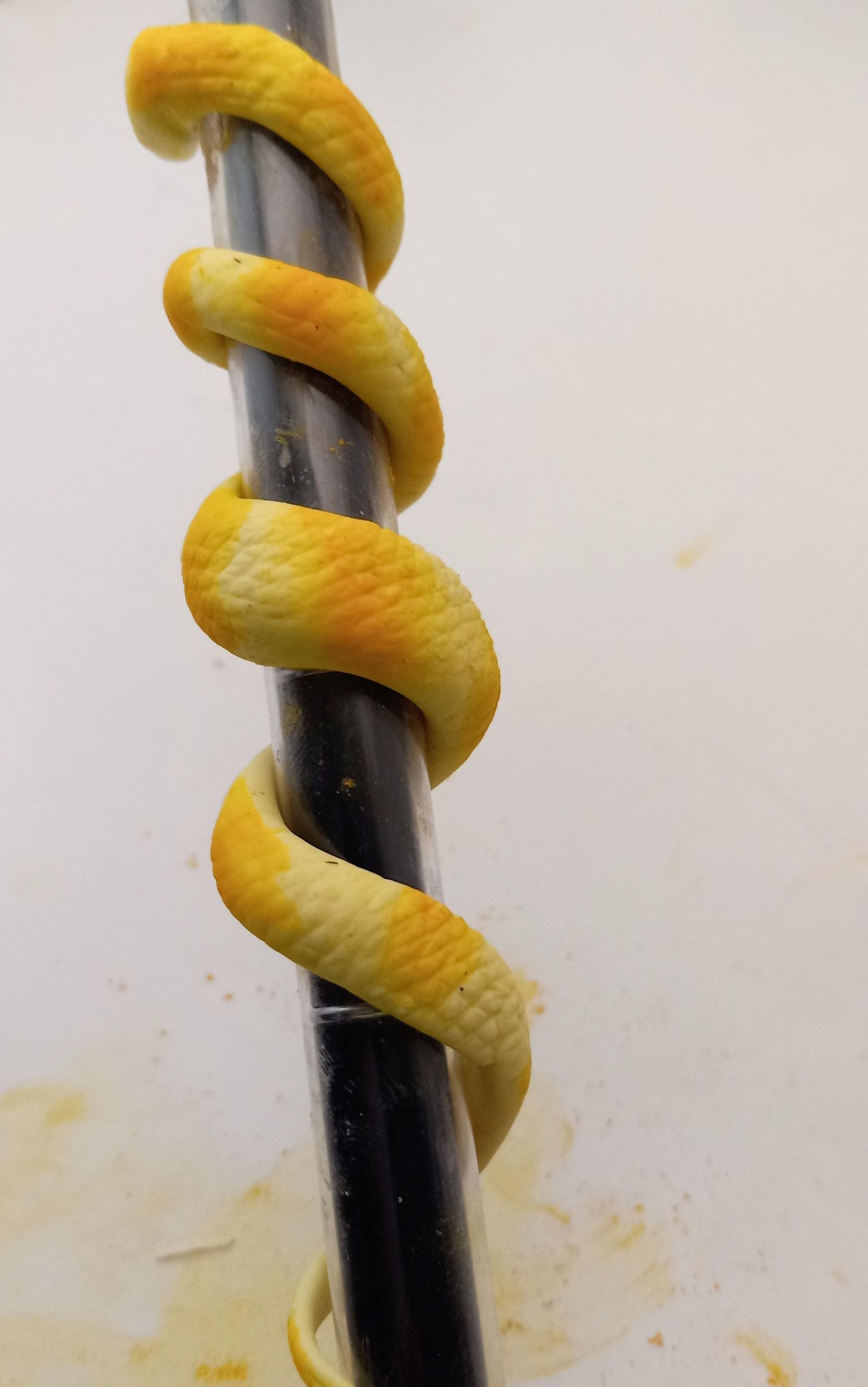 Butter Corn Snake Hair Twist : 6 Steps (with Pictures) - Instructables
