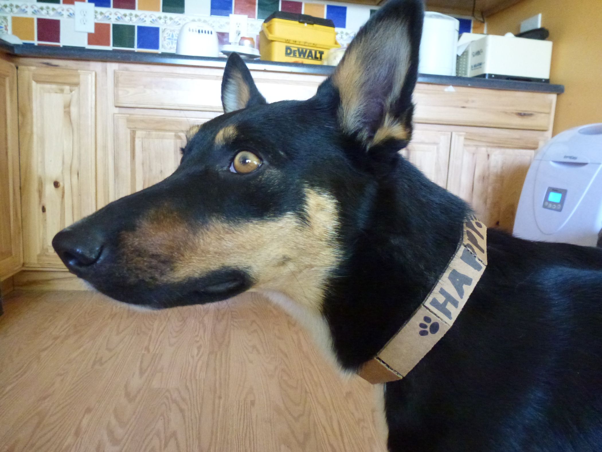 Cardboard Dog Collar - Instructables