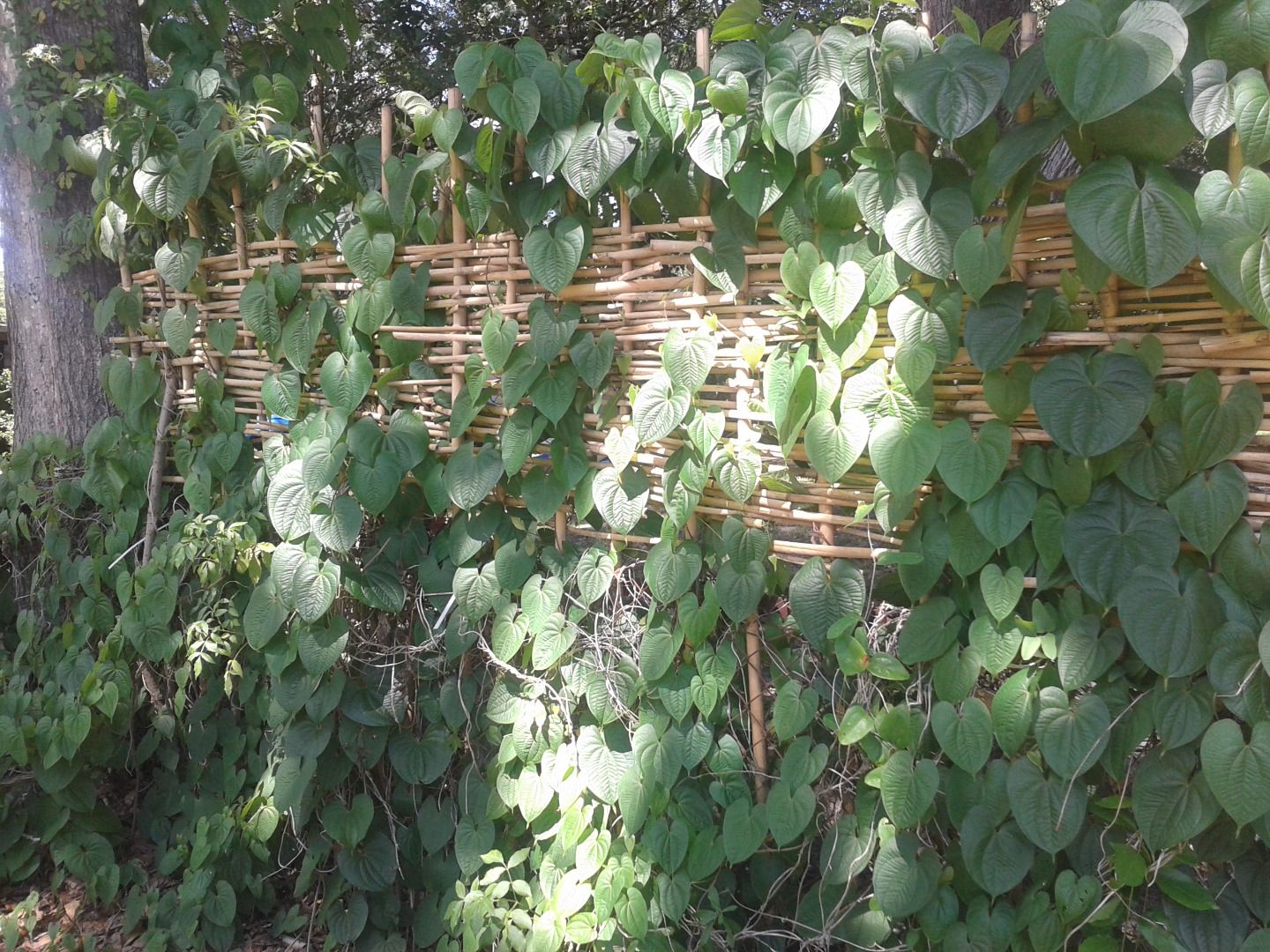 Weave a Bamboo Privacy Fence : 7 Steps (with Pictures) - Instructables