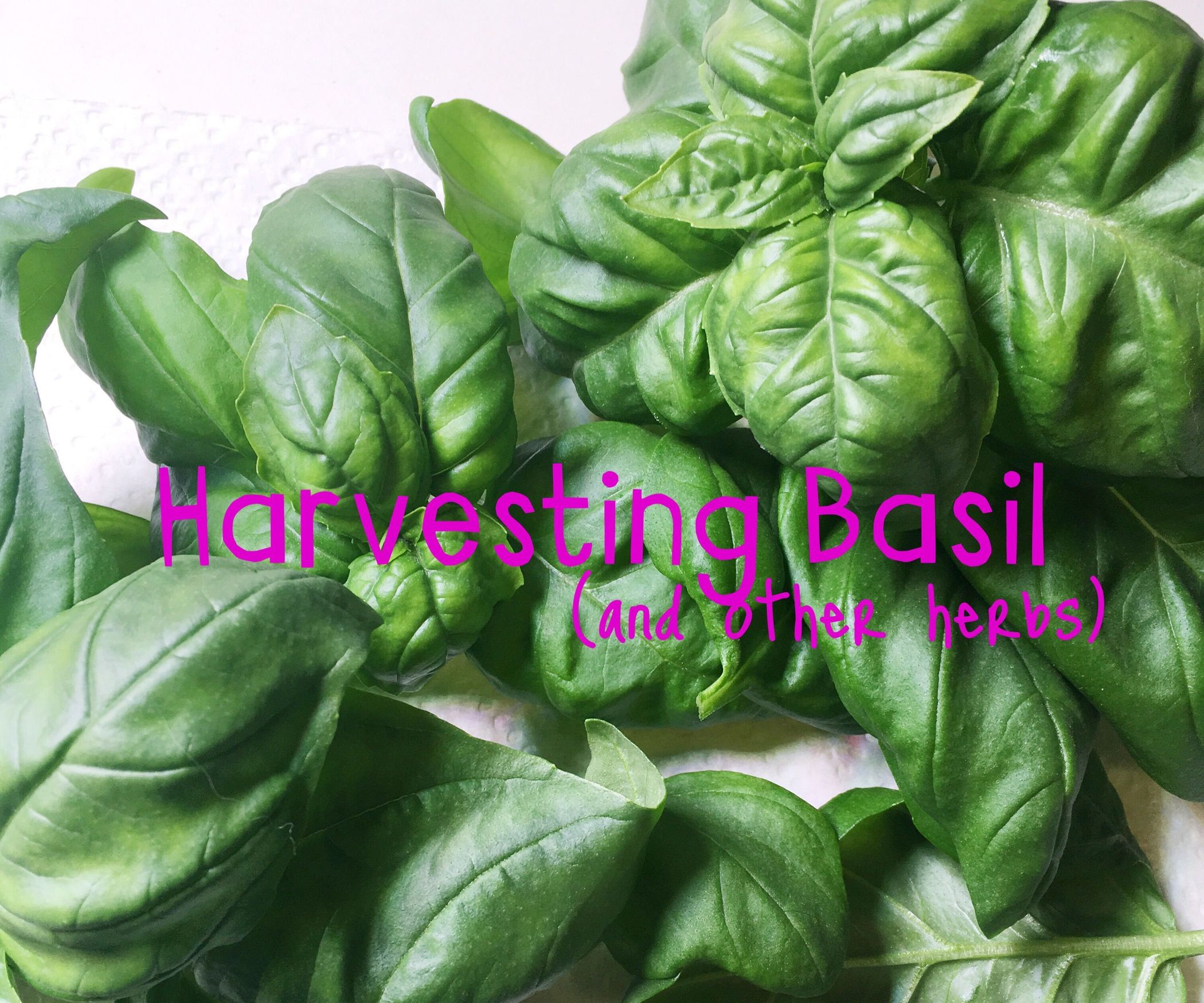 Harvesting Basil : 5 Steps (with Pictures) - Instructables