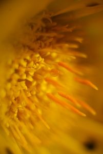 Super Macro Inversion Lens - Instructables