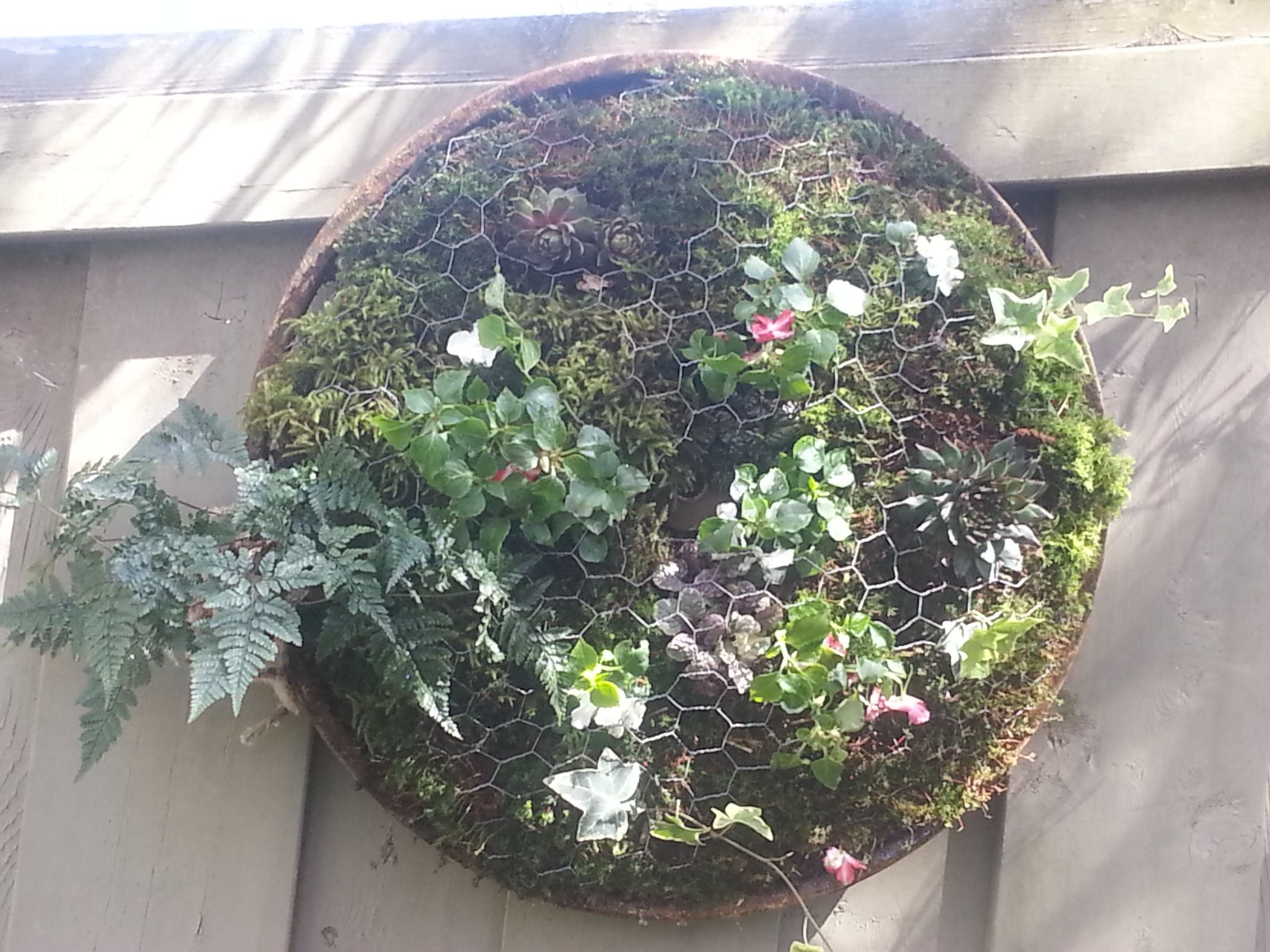 Hanging Moss Garden : 10 Steps (with Pictures) - Instructables