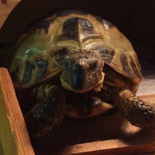 Baby Russian Tortoise Petco
