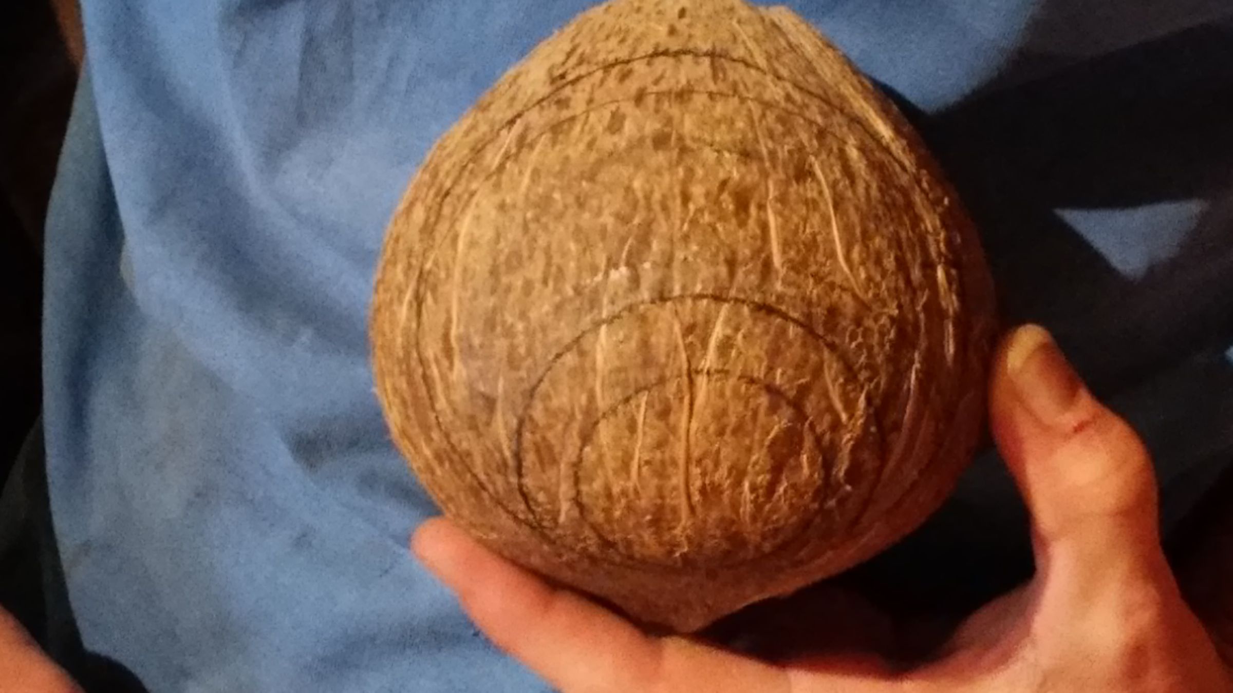 Coconut Lamp : 5 Steps (with Pictures) - Instructables