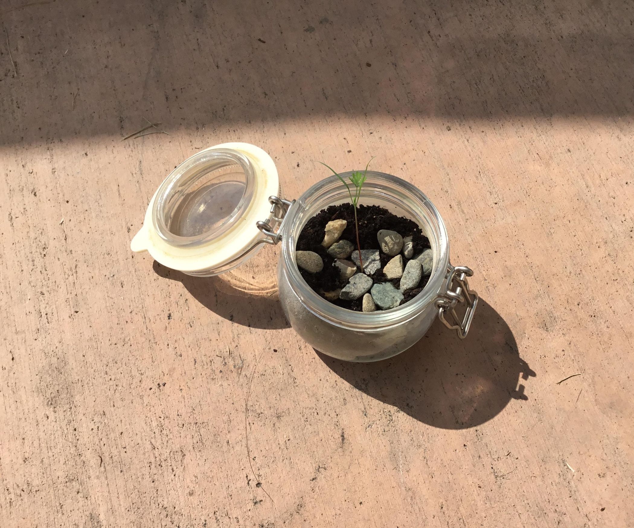 Mason Jar Mini Garden : 8 Steps - Instructables