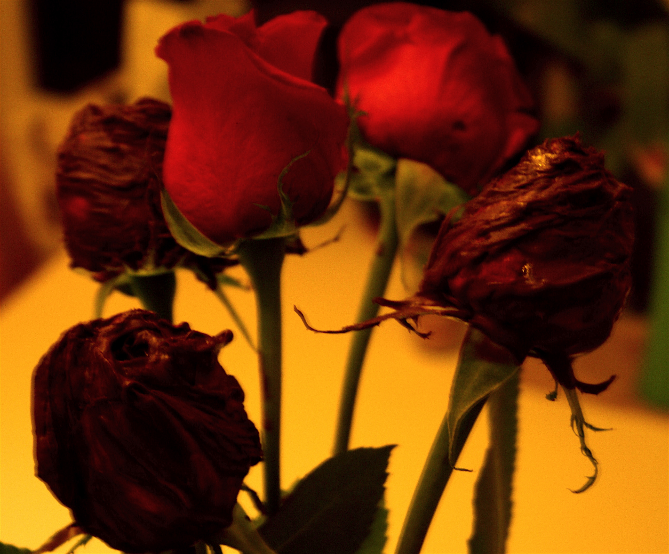 Edible Chocolate-covered Roses : 5 Steps (with Pictures) - Instructables