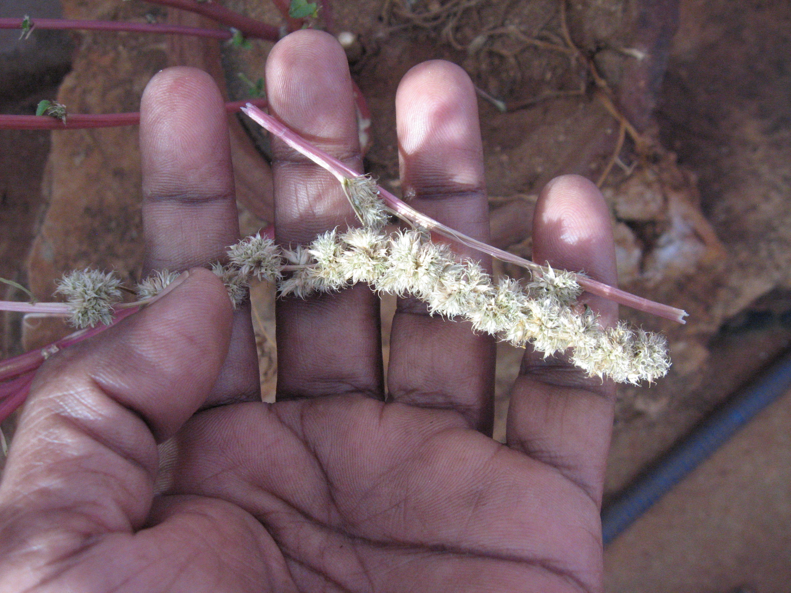 How to Grow Amaranth From Stems and Collect Seeds : 5 Steps (with ...