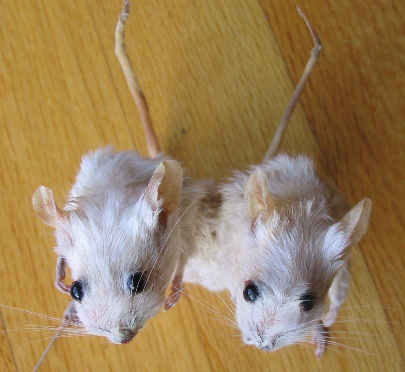 Conjoined Twin Mice : 4 Steps (with Pictures) - Instructables