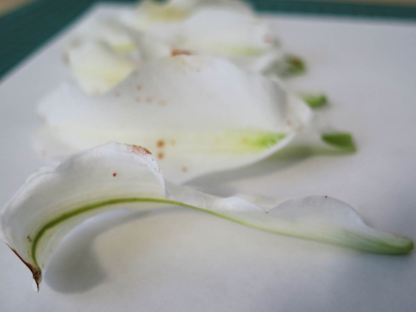 Flower Dissection! : 6 Steps (with Pictures) - Instructables