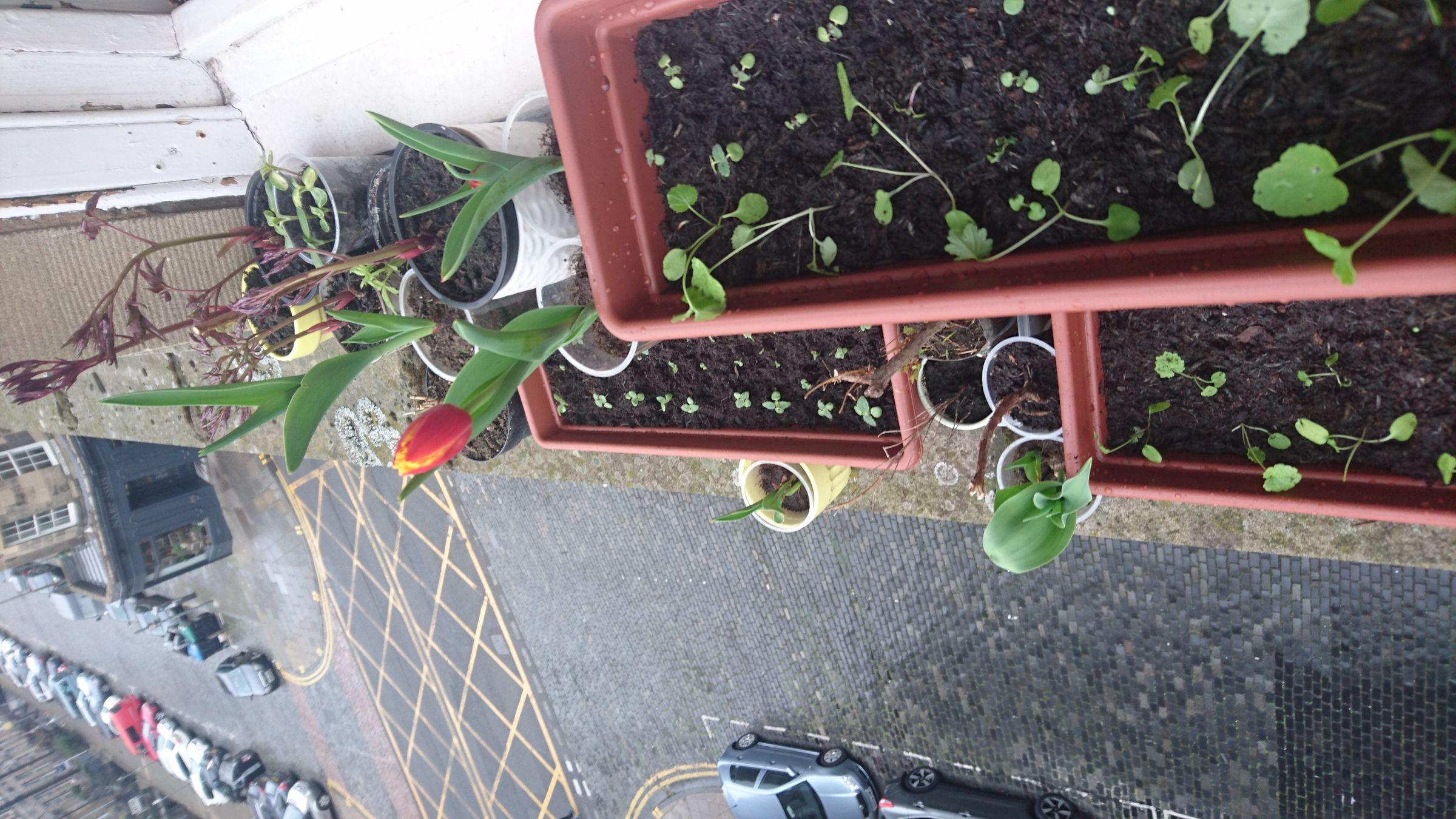 Easy and Economical Seeds Germination System : 8 Steps - Instructables