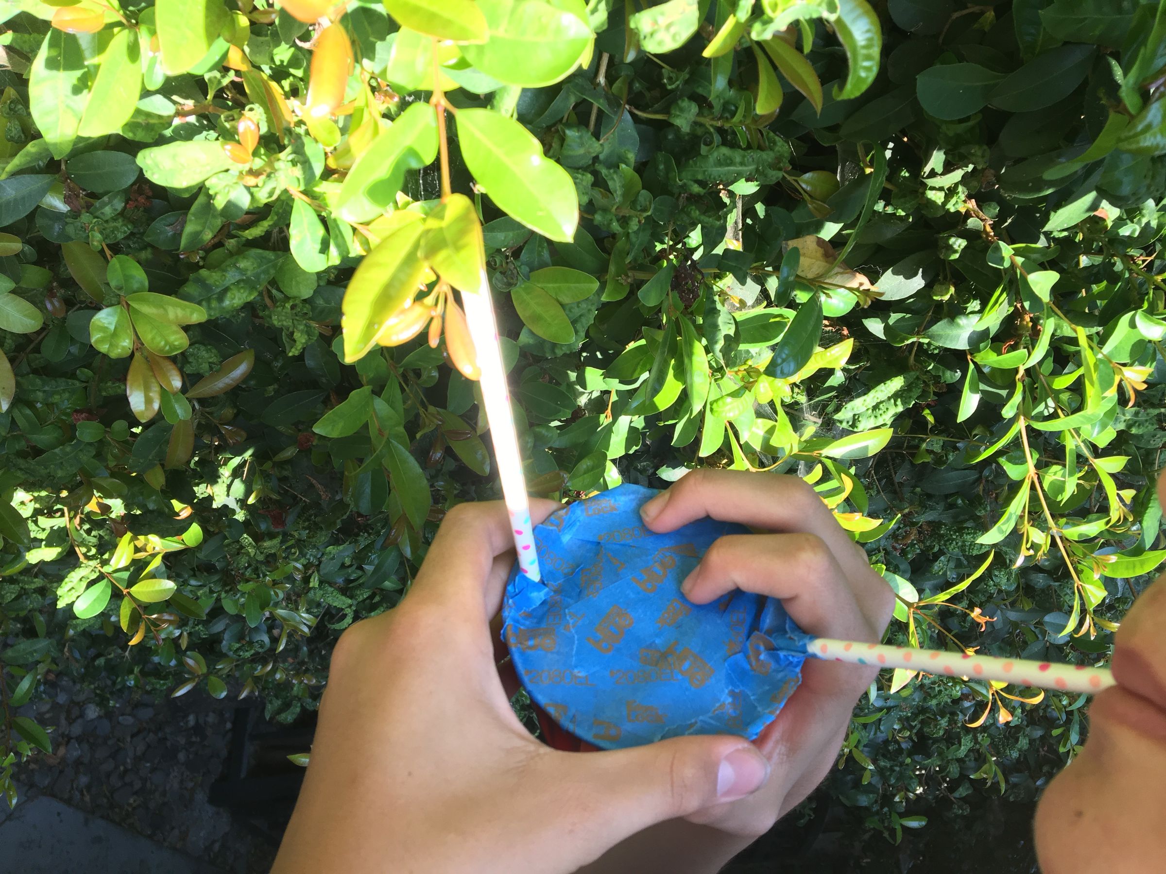 Bug Catcher : 3 Steps (with Pictures) - Instructables