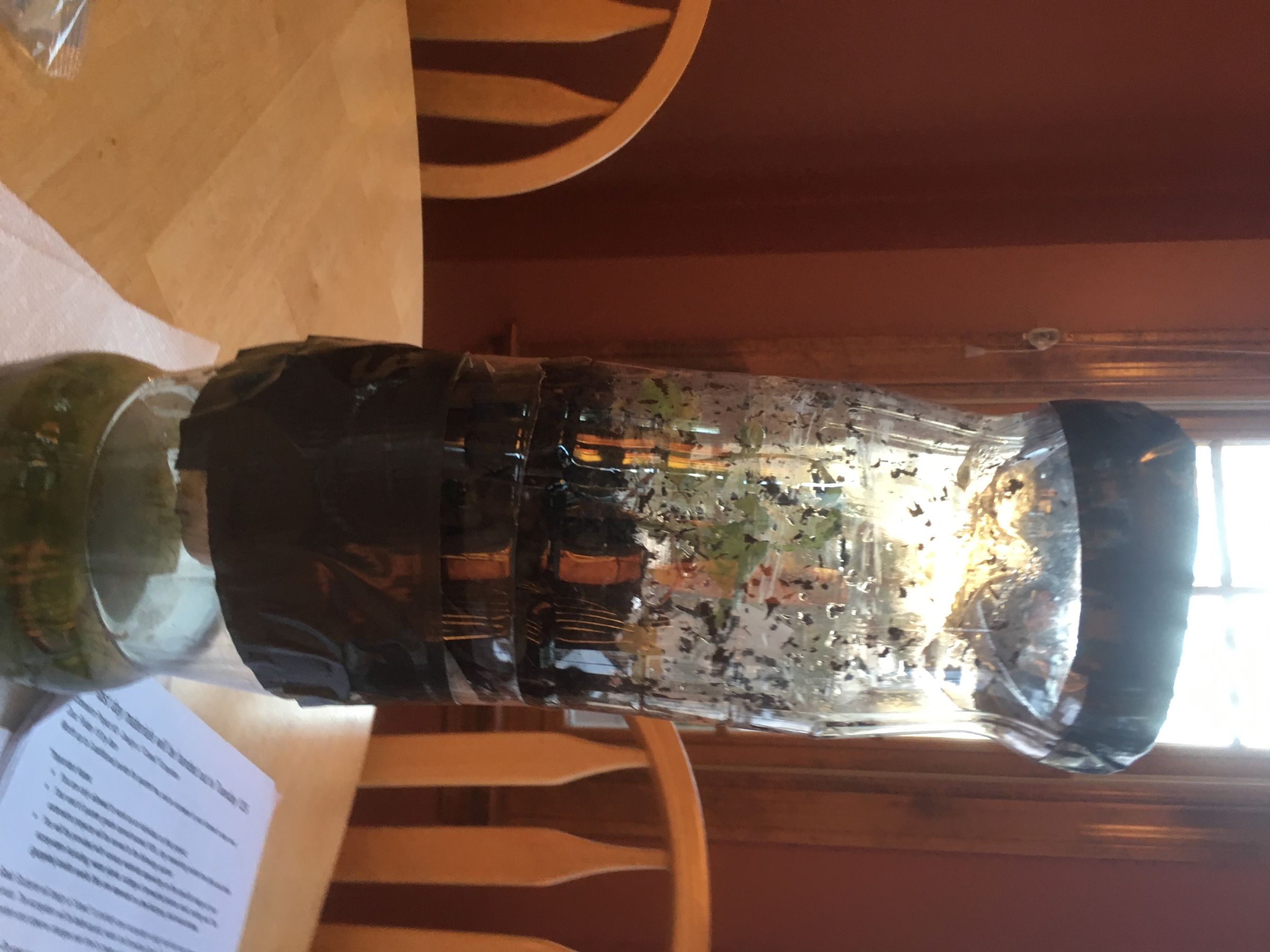 Closed Ecosystems : 9 Steps (with Pictures) - Instructables