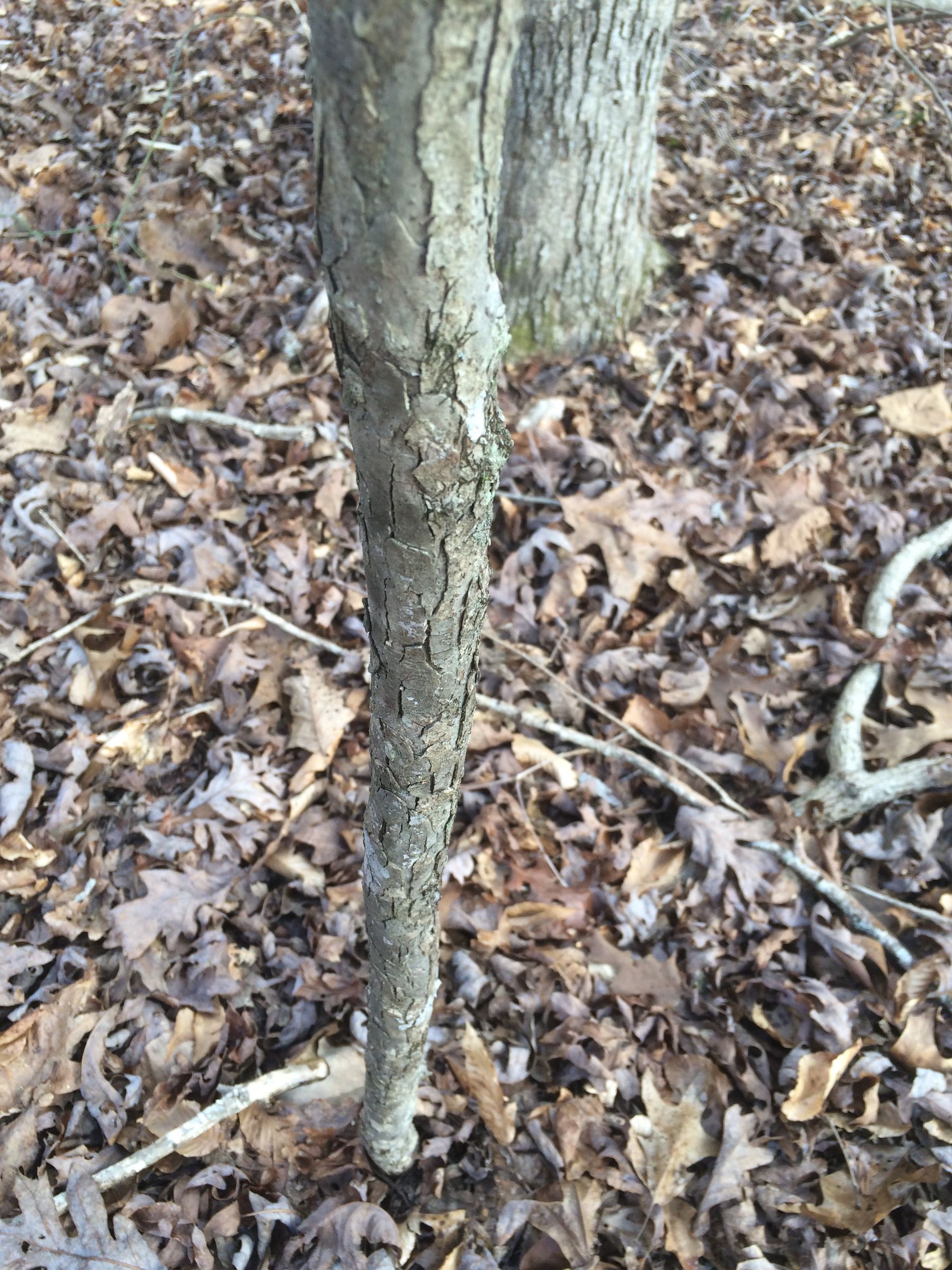 Primitive Spear : 7 Steps (with Pictures) - Instructables