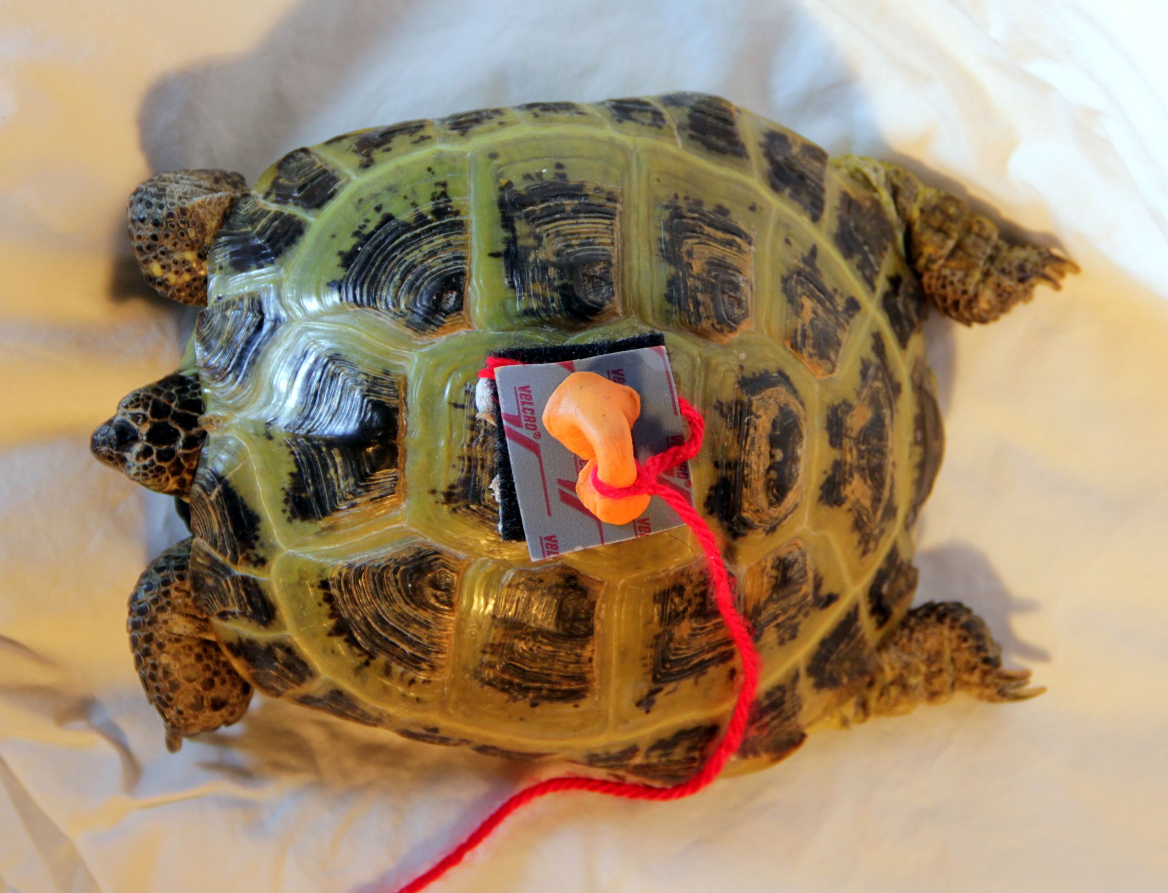 Tortoise Tracker (Analogue Version) : 5 Steps (with Pictures ...