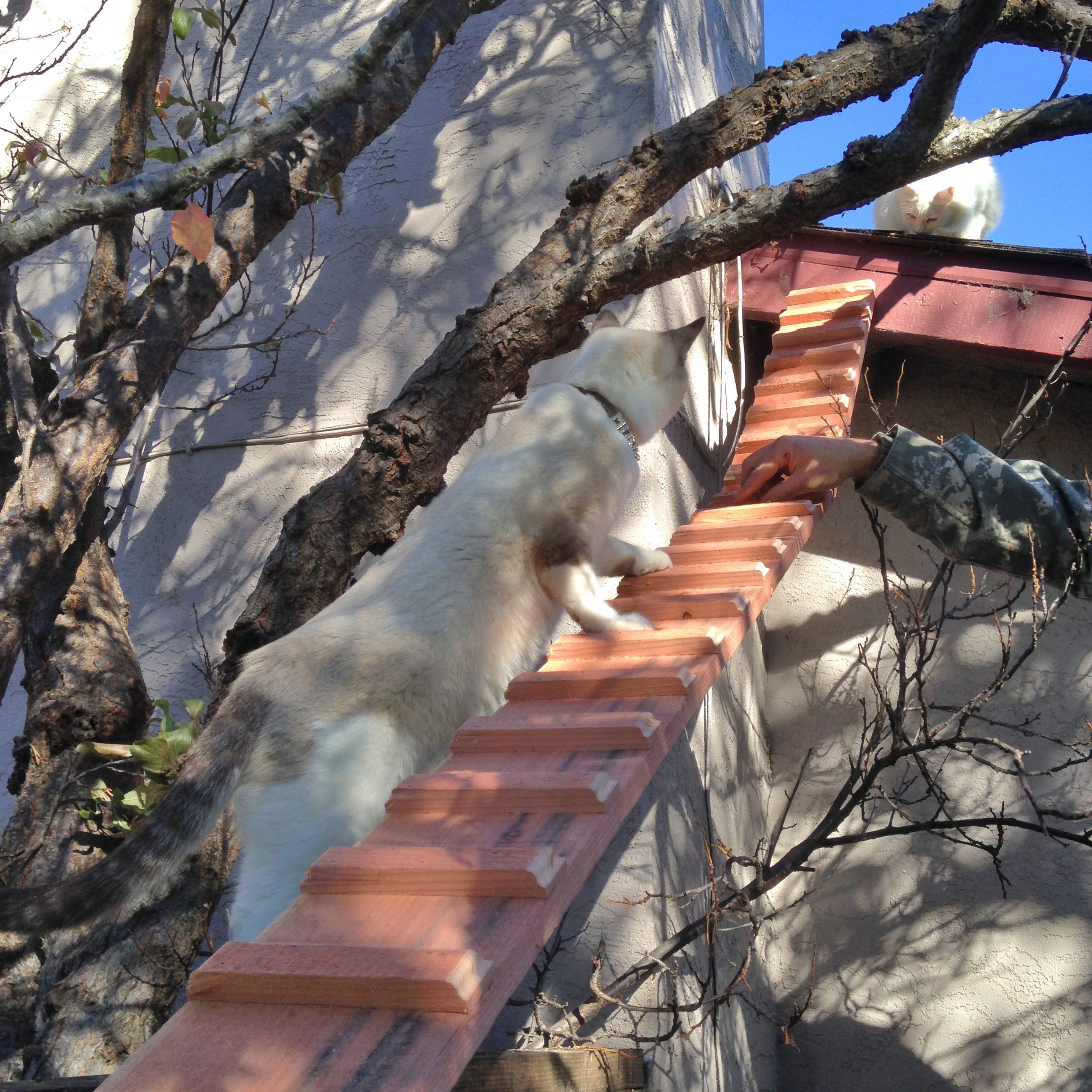 Cat Ramp Ladder Thingy : 5 Steps (with Pictures) - Instructables