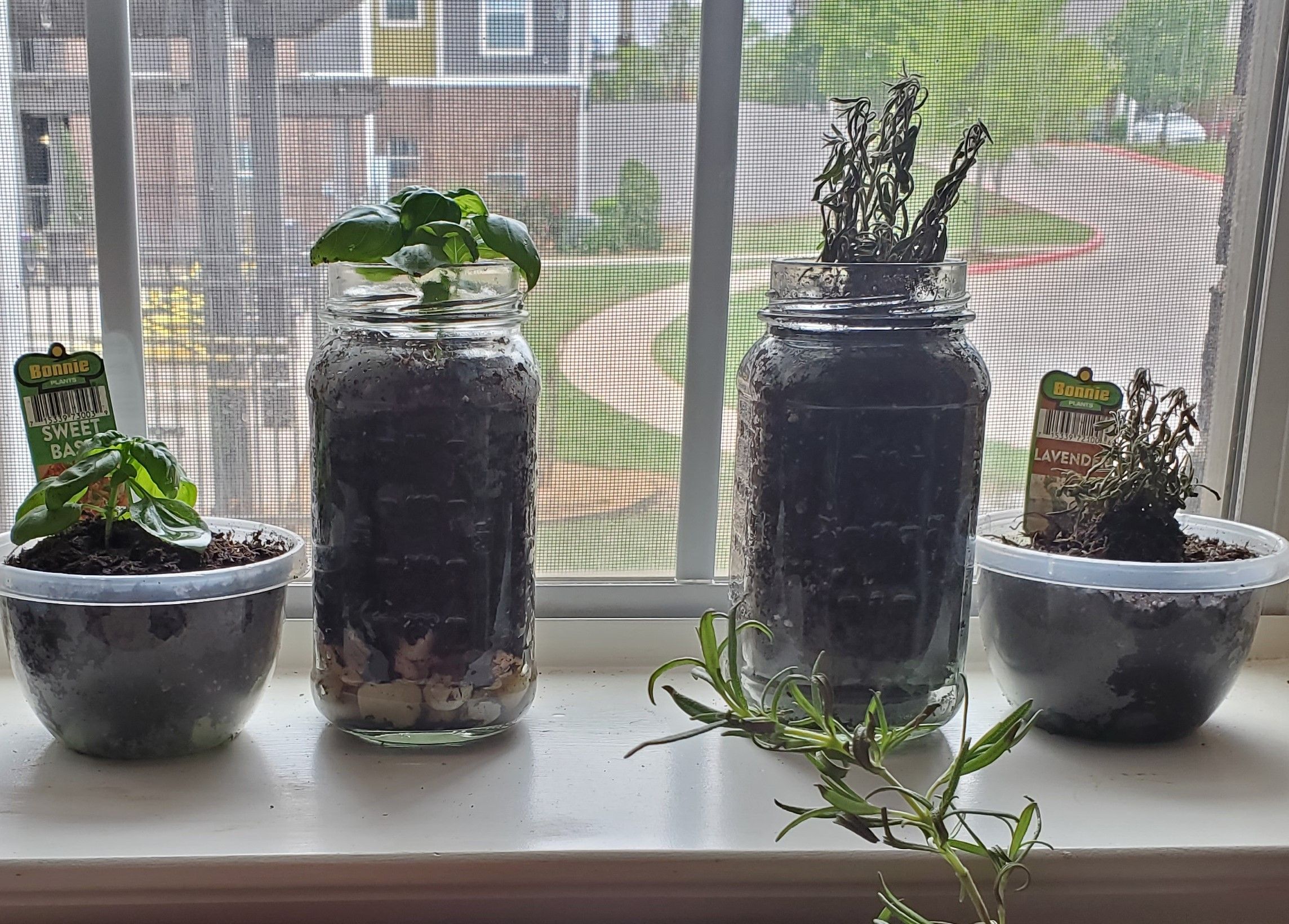 Windowsill Mason Jar Herb Garden : 10 Steps - Instructables
