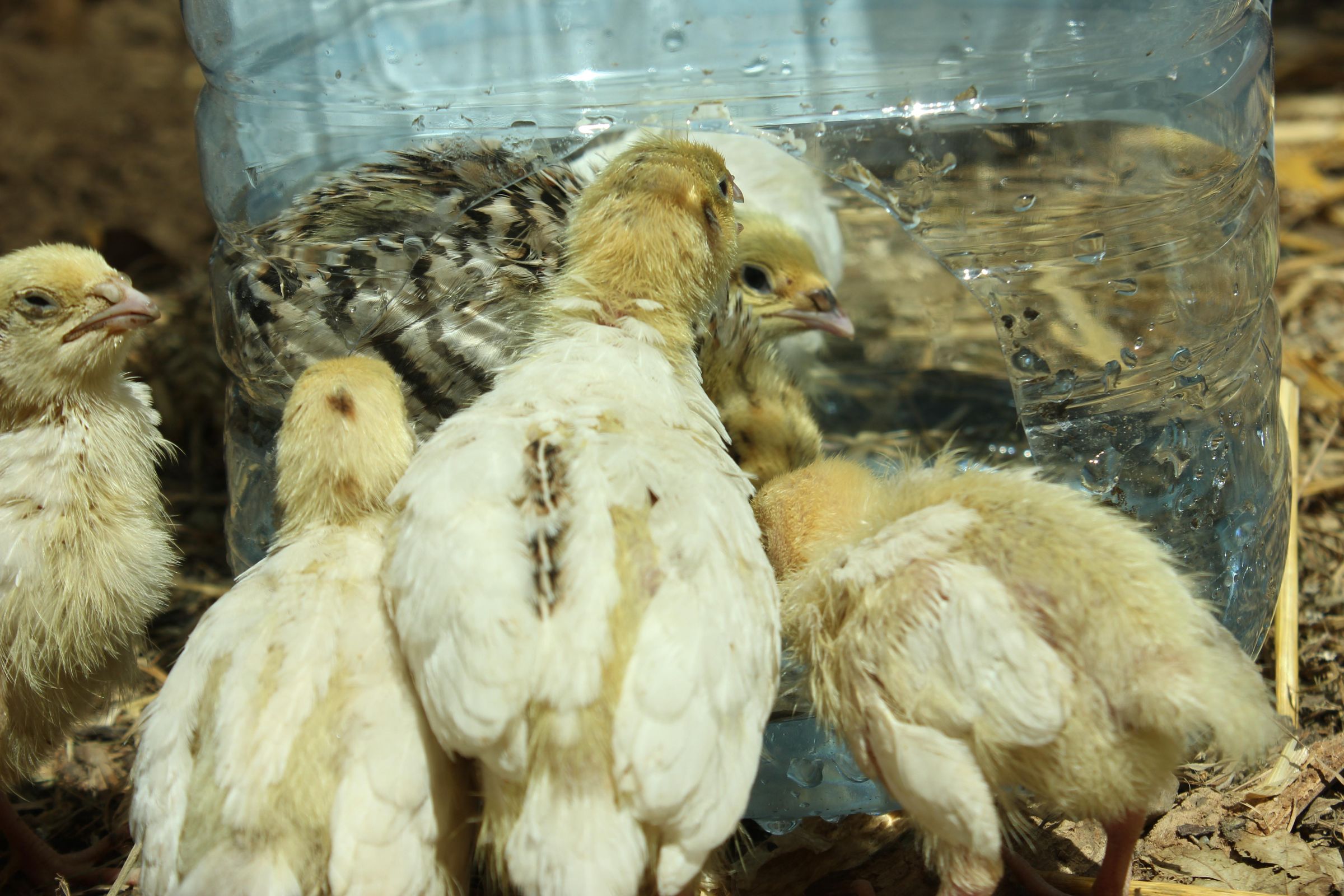 Greenhouse Extension - Making a Safe Living, Nesting & Brooding Area ...