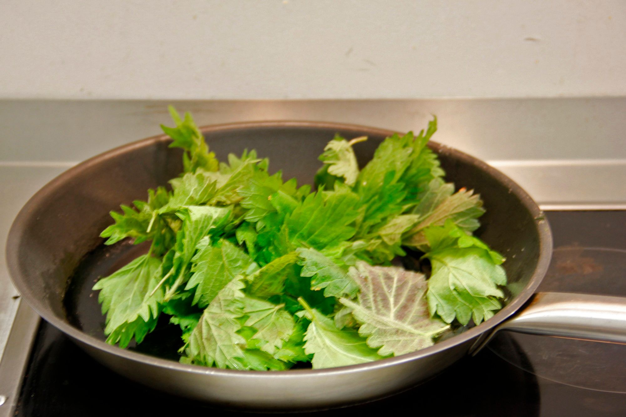 The Penultimate Nettle Guide : 11 Steps (with Pictures) - Instructables