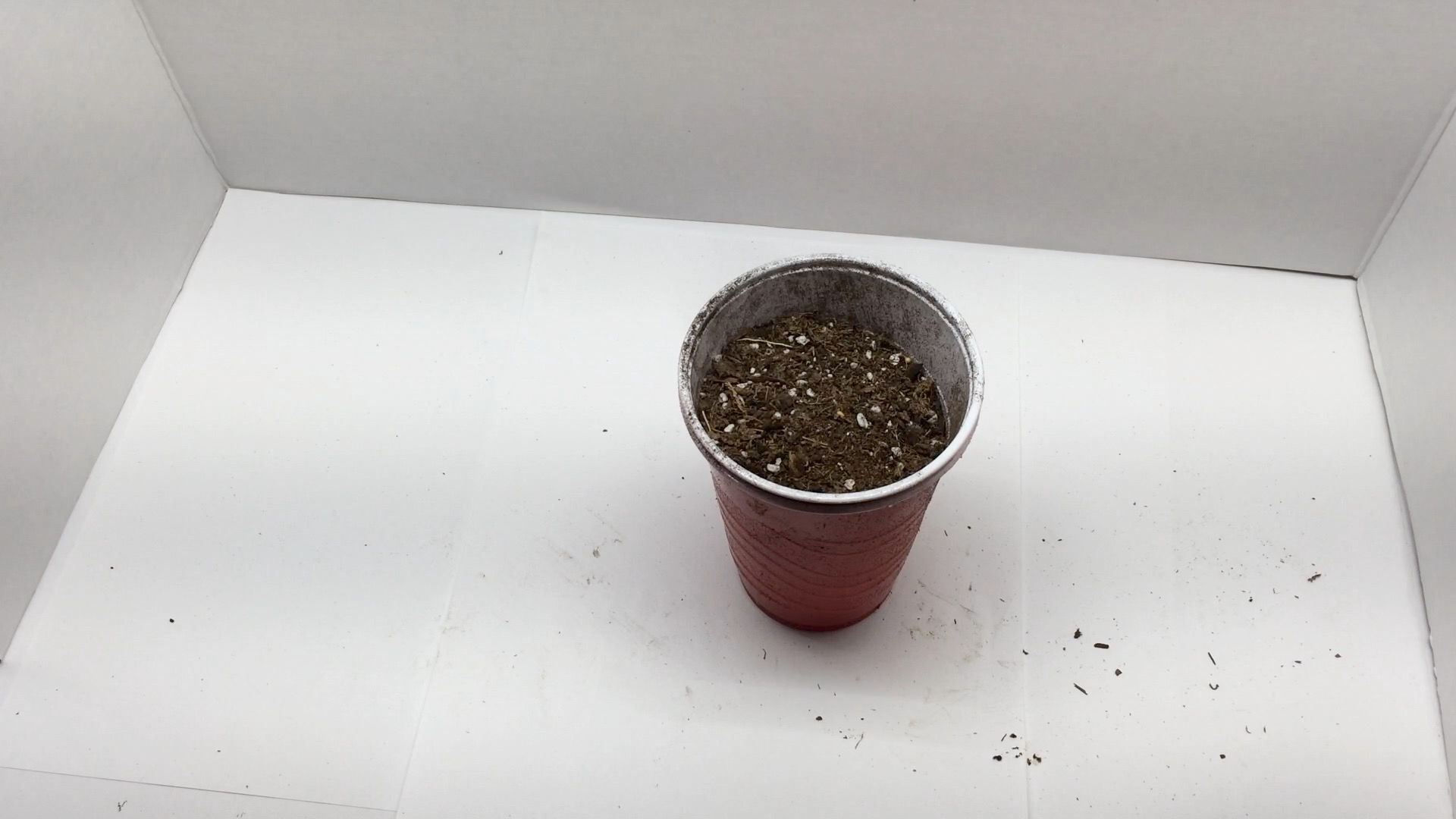 Transform Ordinary Solo Cups Into a Hybrid Hydroponic/Soil Plant ...