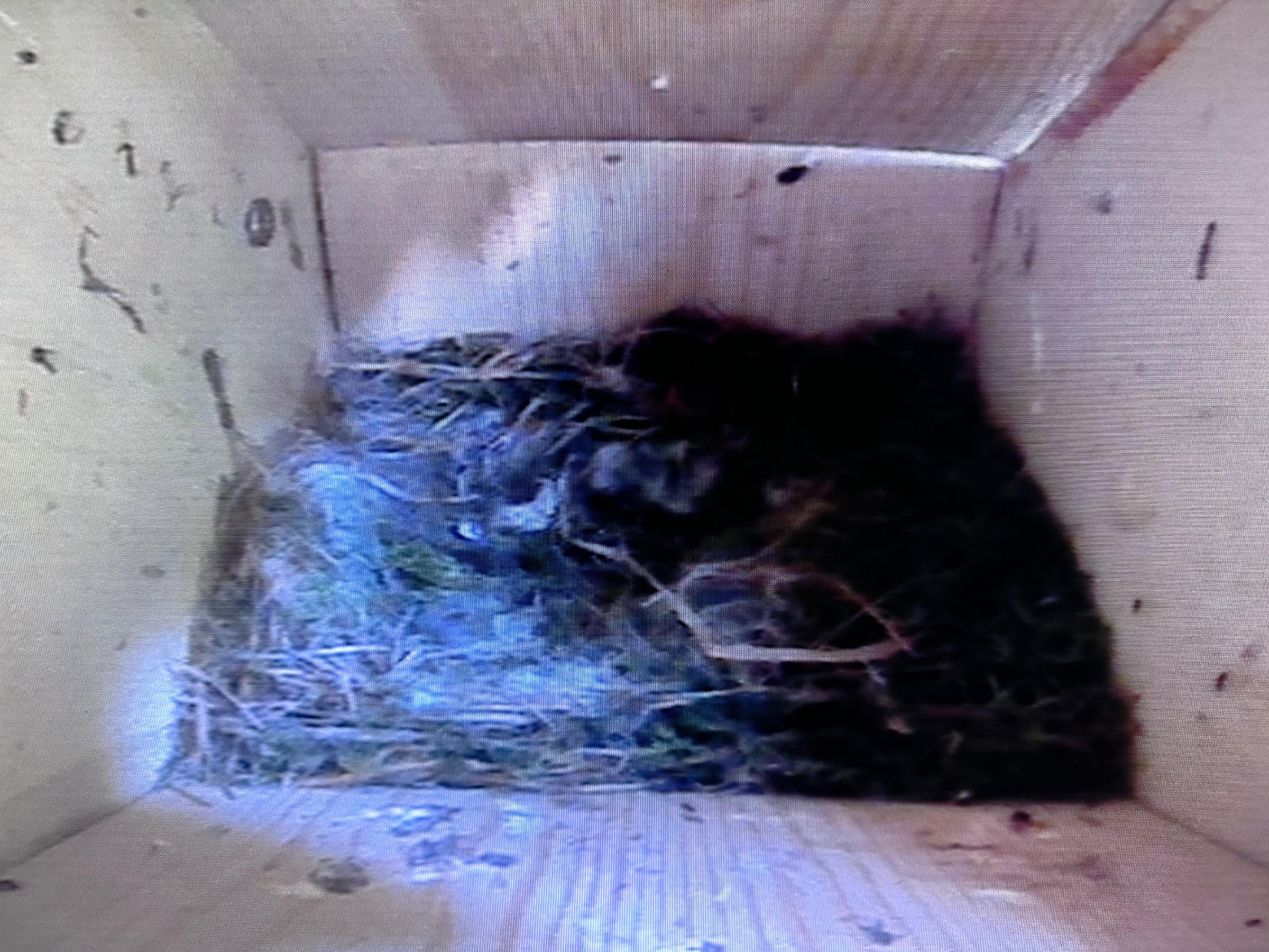 Side View Bird Box Camera and BlueTit Diary : 70 Steps (with Pictures ...