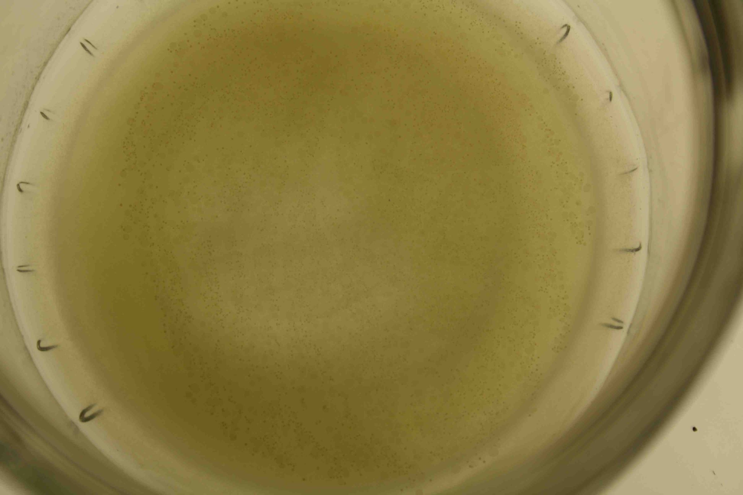 Cook Your Own Microbial Growth Plates : 8 Steps (with Pictures ...