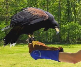 Falconry Glove - Functional Yet Fashionable : 6 Steps (with Pictures ...