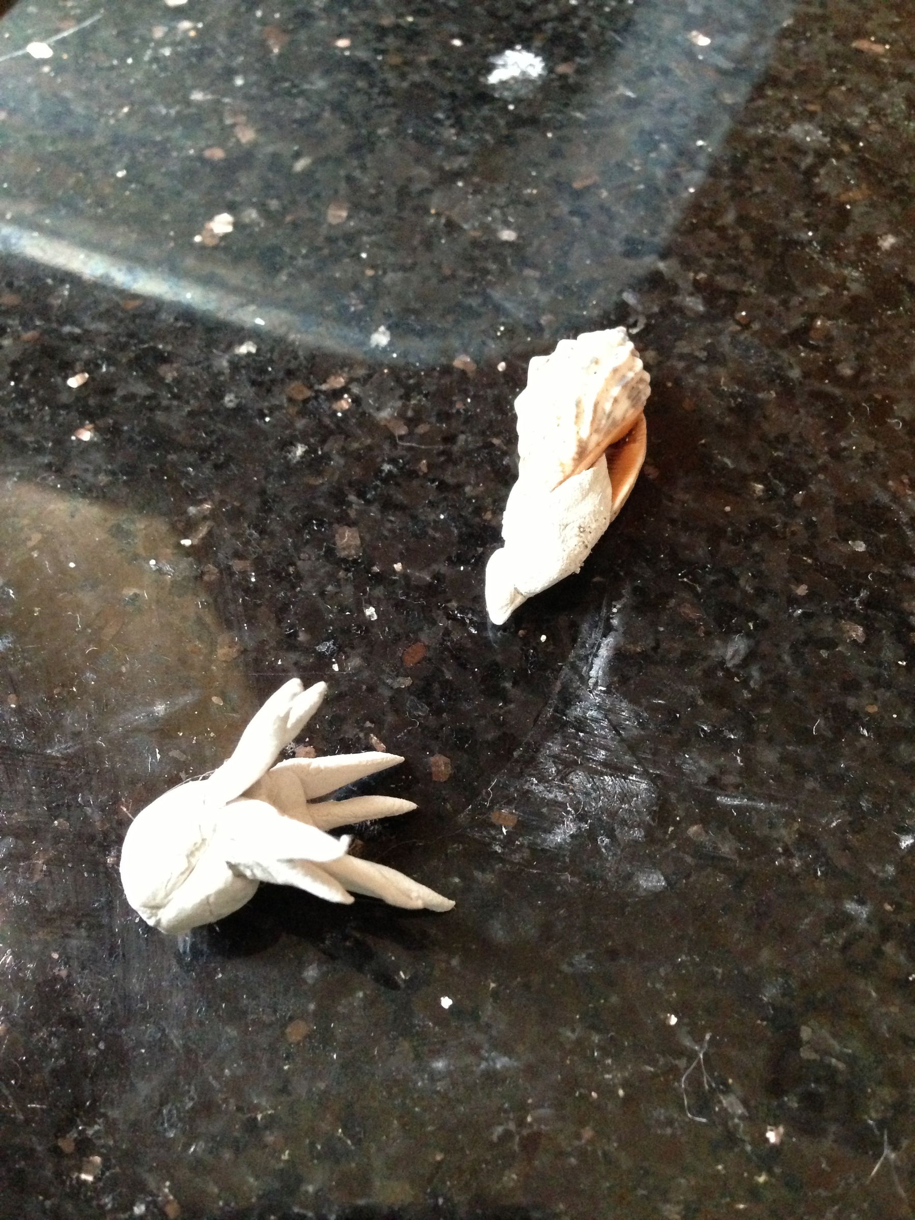 The Tide Pool Diorama : 4 Steps - Instructables