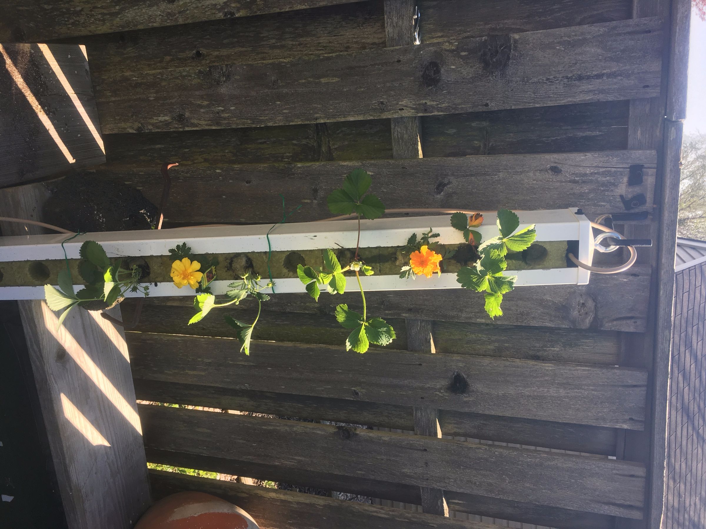 Hydroponics & Aquaponics Koi Pond : 5 Steps - Instructables