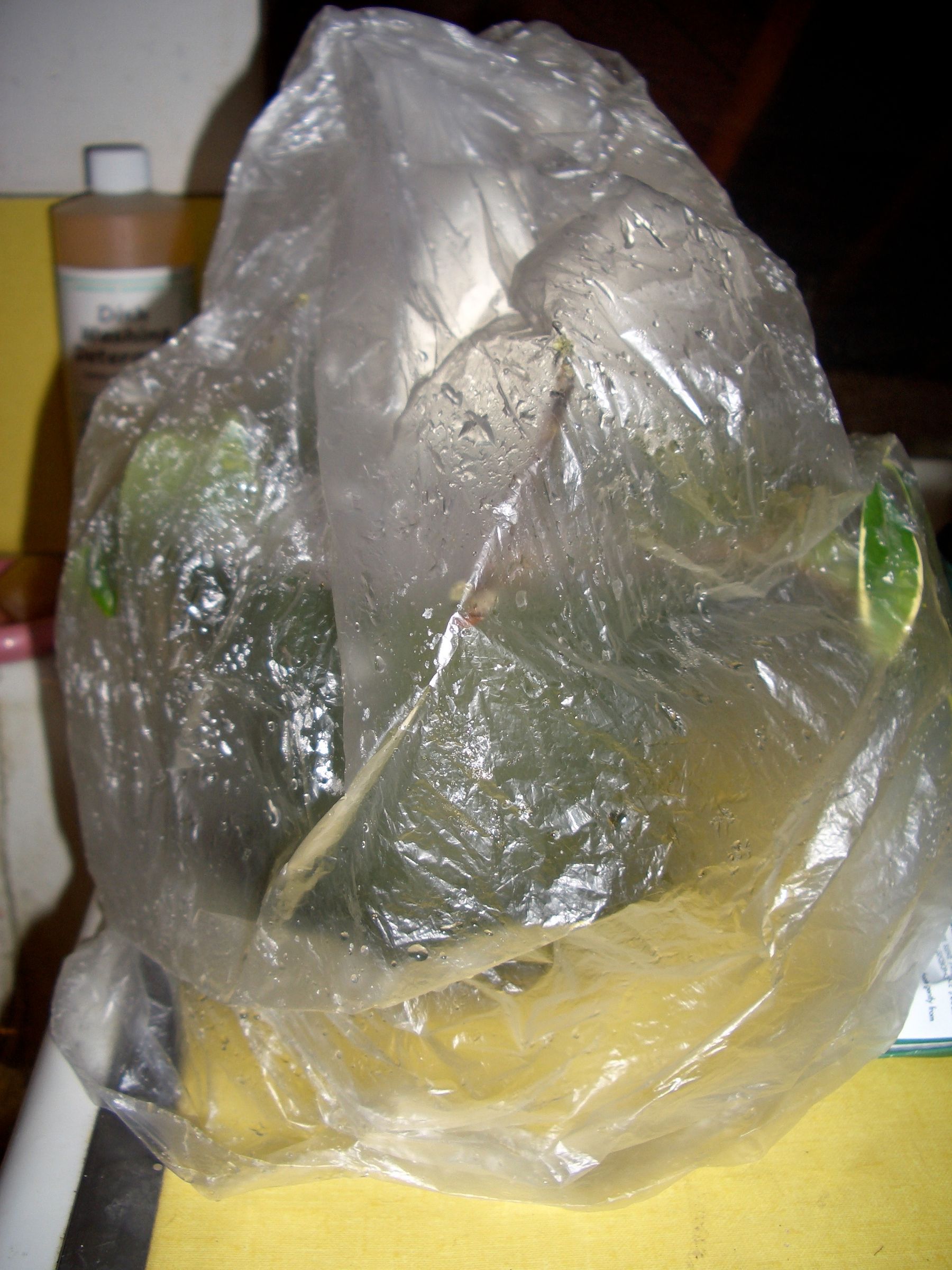 Rooting Plant Cuttings : 12 Steps - Instructables