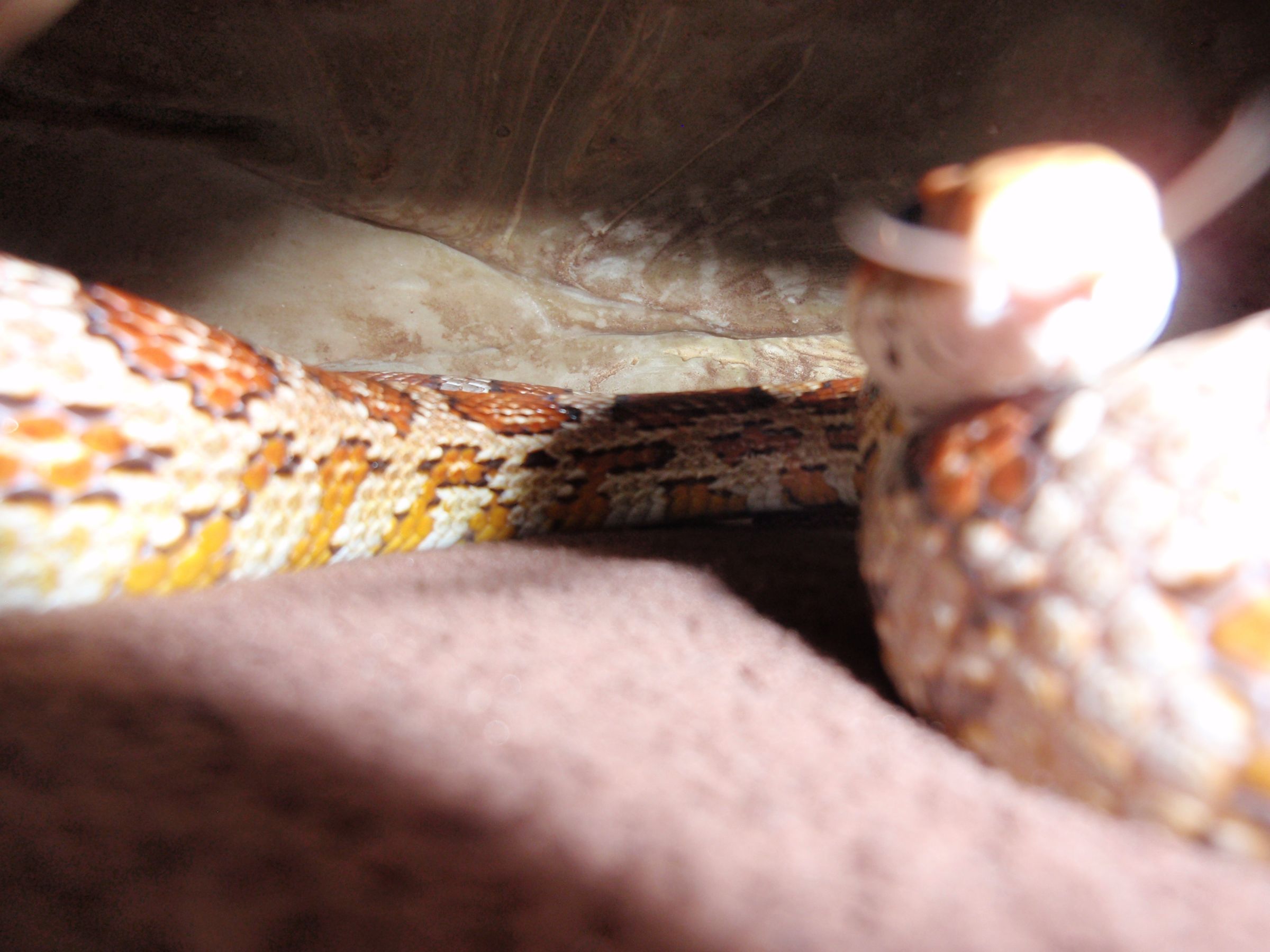 Corn Snake Feces