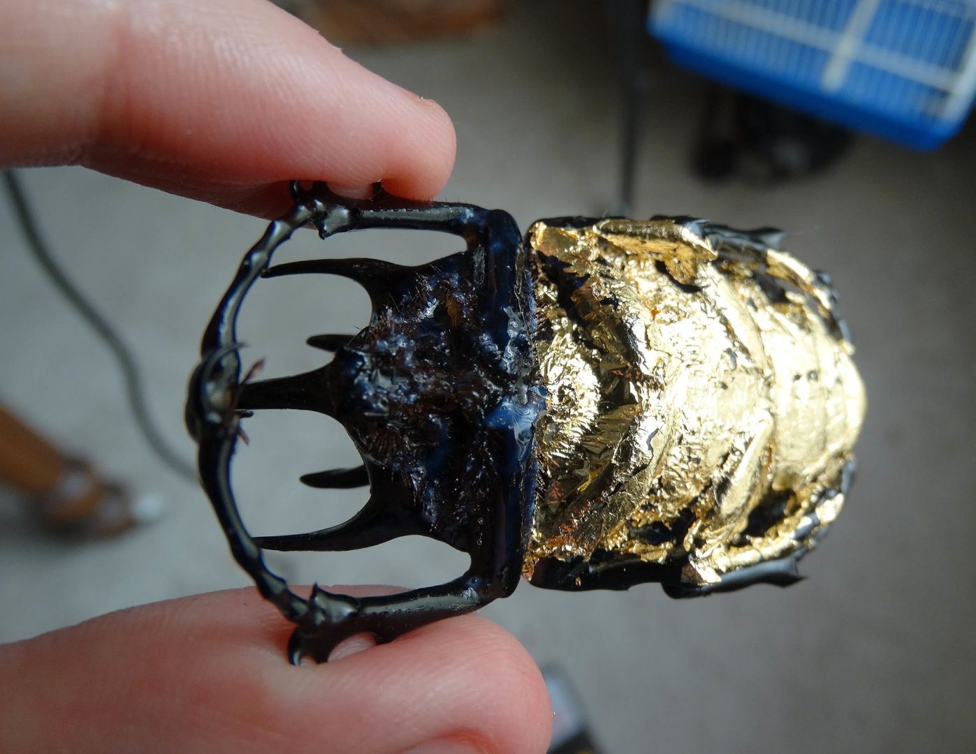 Preparing and Gilding a Real Insect : 10 Steps (with Pictures ...