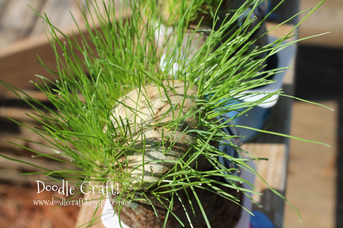 Haircut Chia Pet Grass Heads! Great for Summer Break! : 5 Steps (with ...