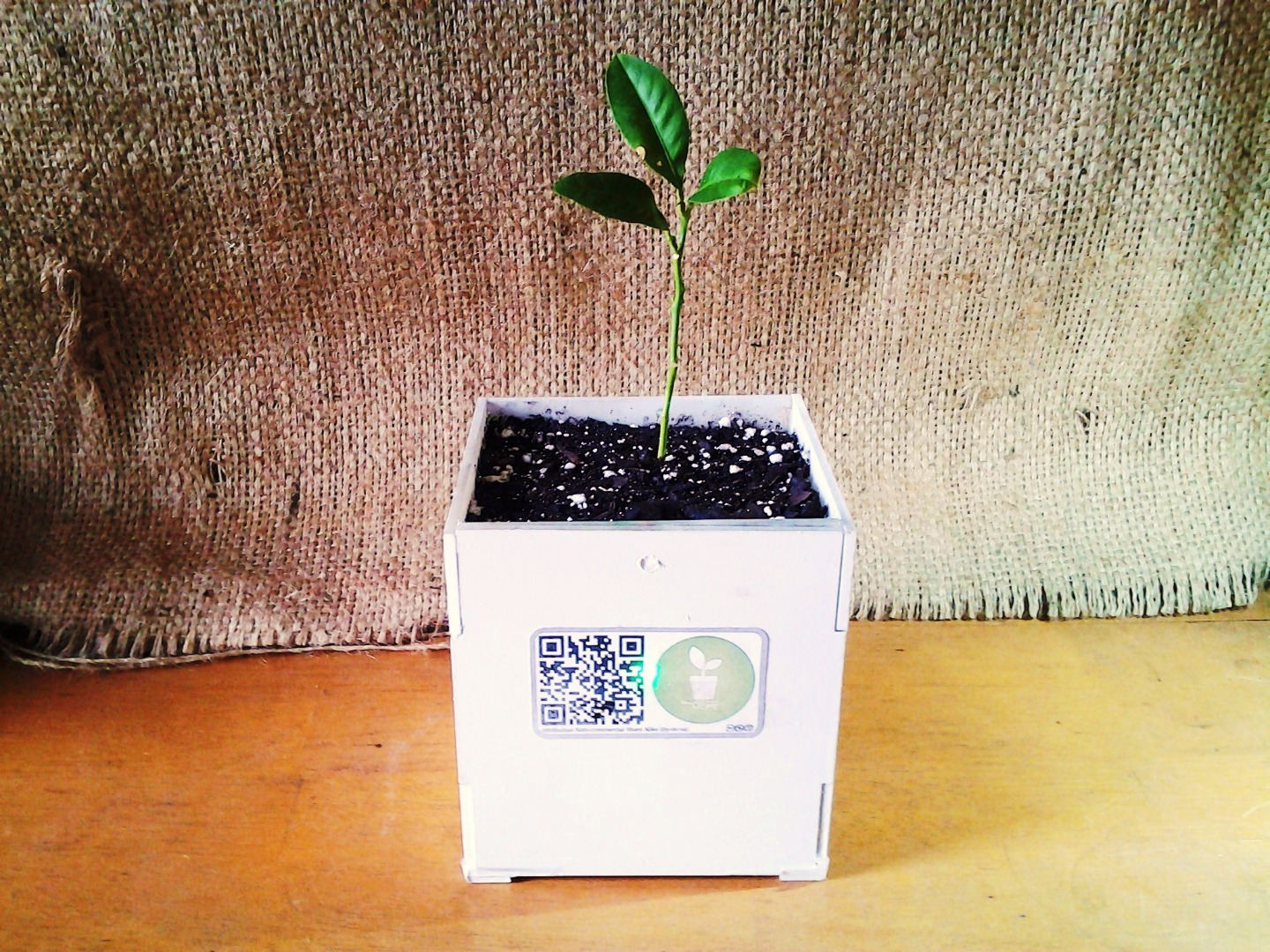 DIY Smart Plant Pot : 8 Steps (with Pictures) - Instructables