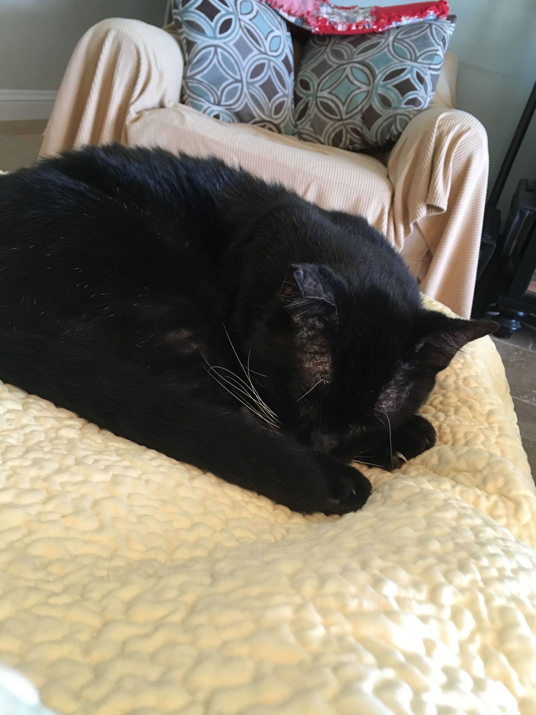 Tiny Steps for My Cat : 10 Steps (with Pictures) - Instructables