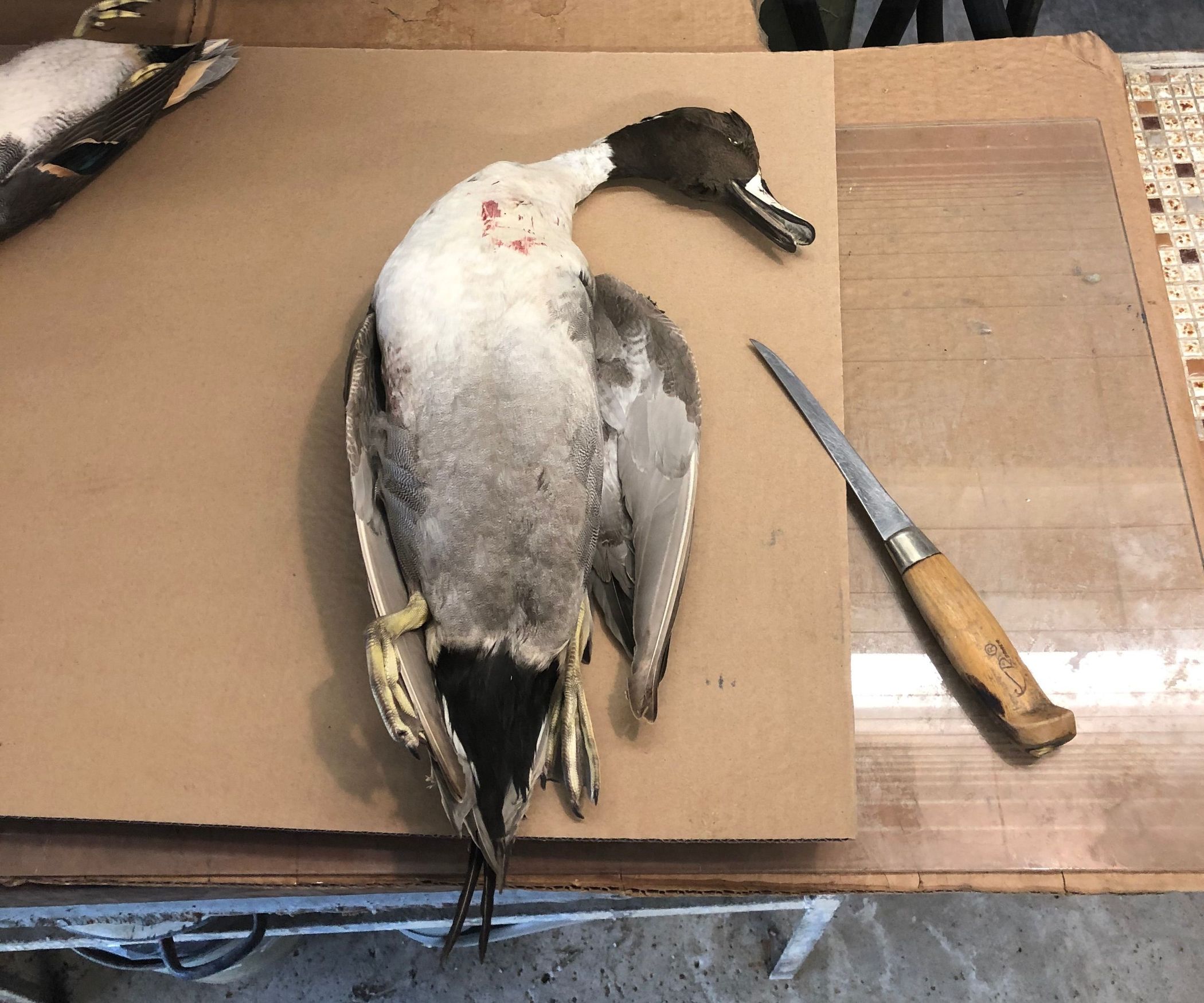 How to Clean a Duck : 4 Steps - Instructables
