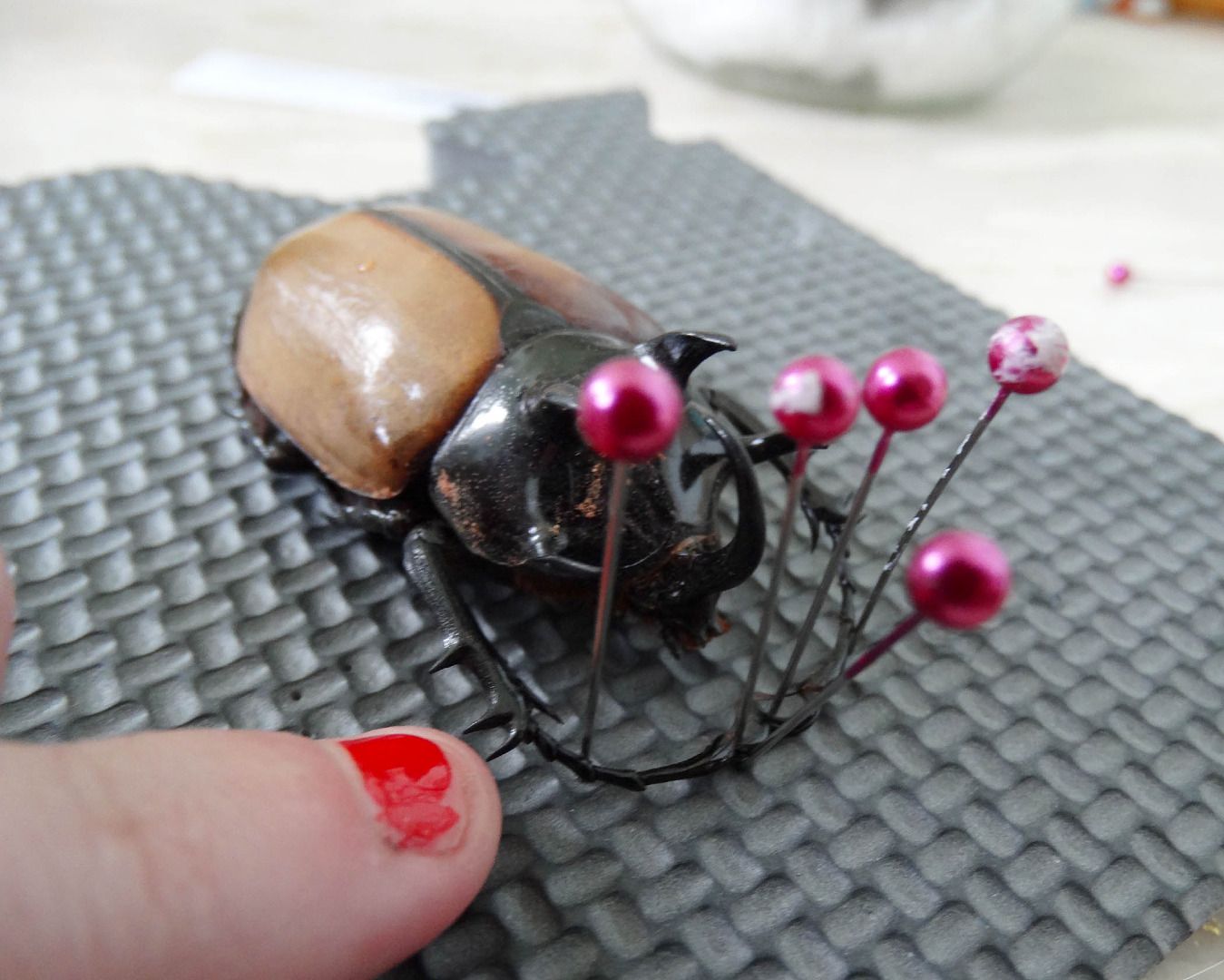 Preparing and Gilding a Real Insect : 10 Steps (with Pictures ...