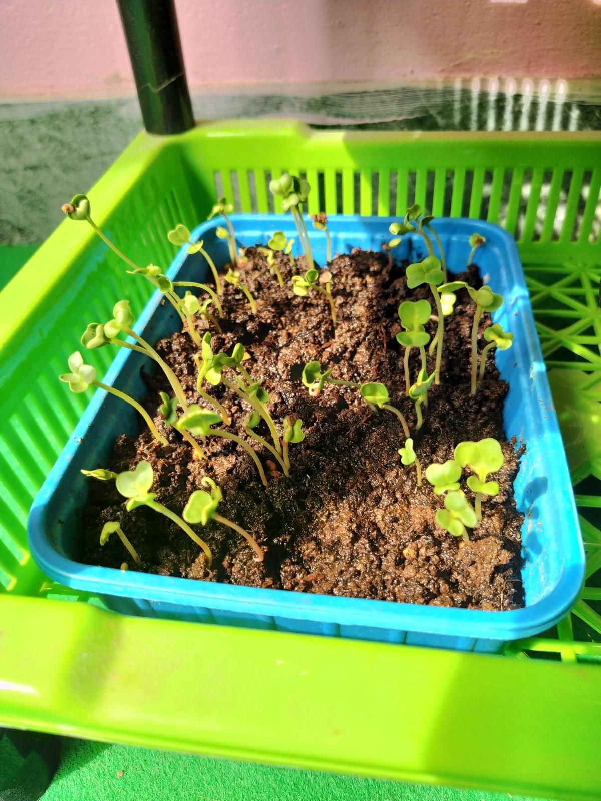 Basic Guide to Grow Micro 'green' : 14 Steps (with Pictures ...