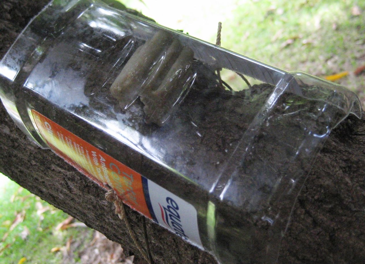 Eliminating Tree Rats : 13 Steps (with Pictures) - Instructables