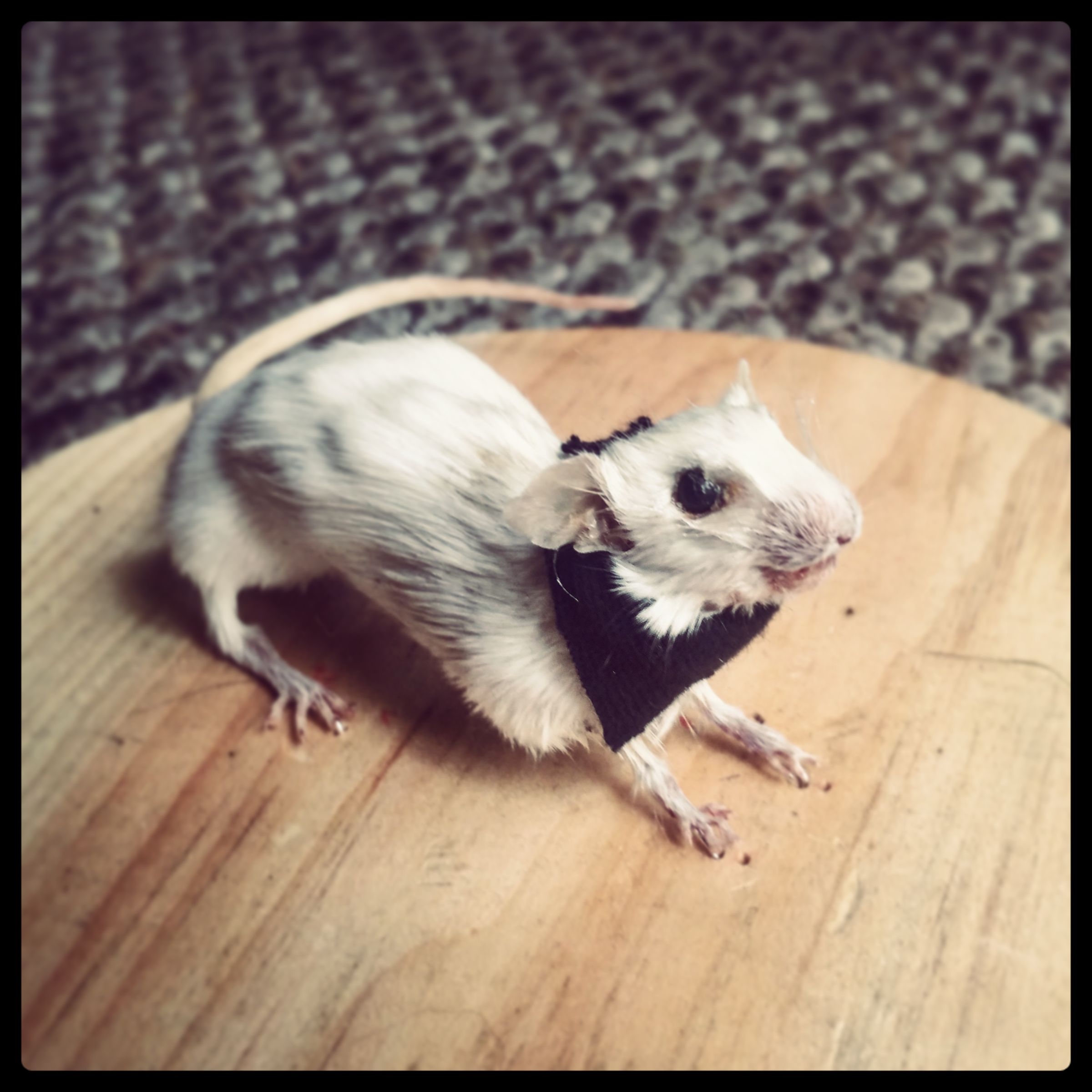 Mouse Taxidermy : 27 Steps (with Pictures) - Instructables