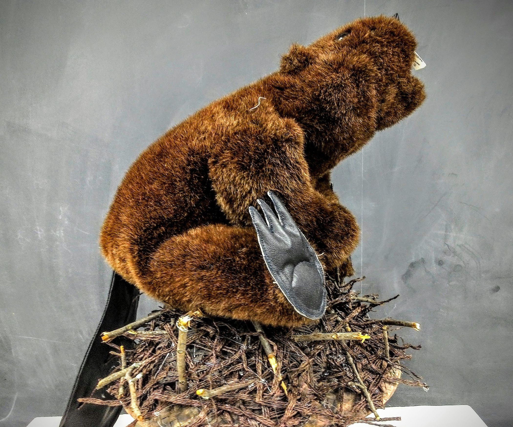 Beaver Hat : 6 Steps (with Pictures) - Instructables