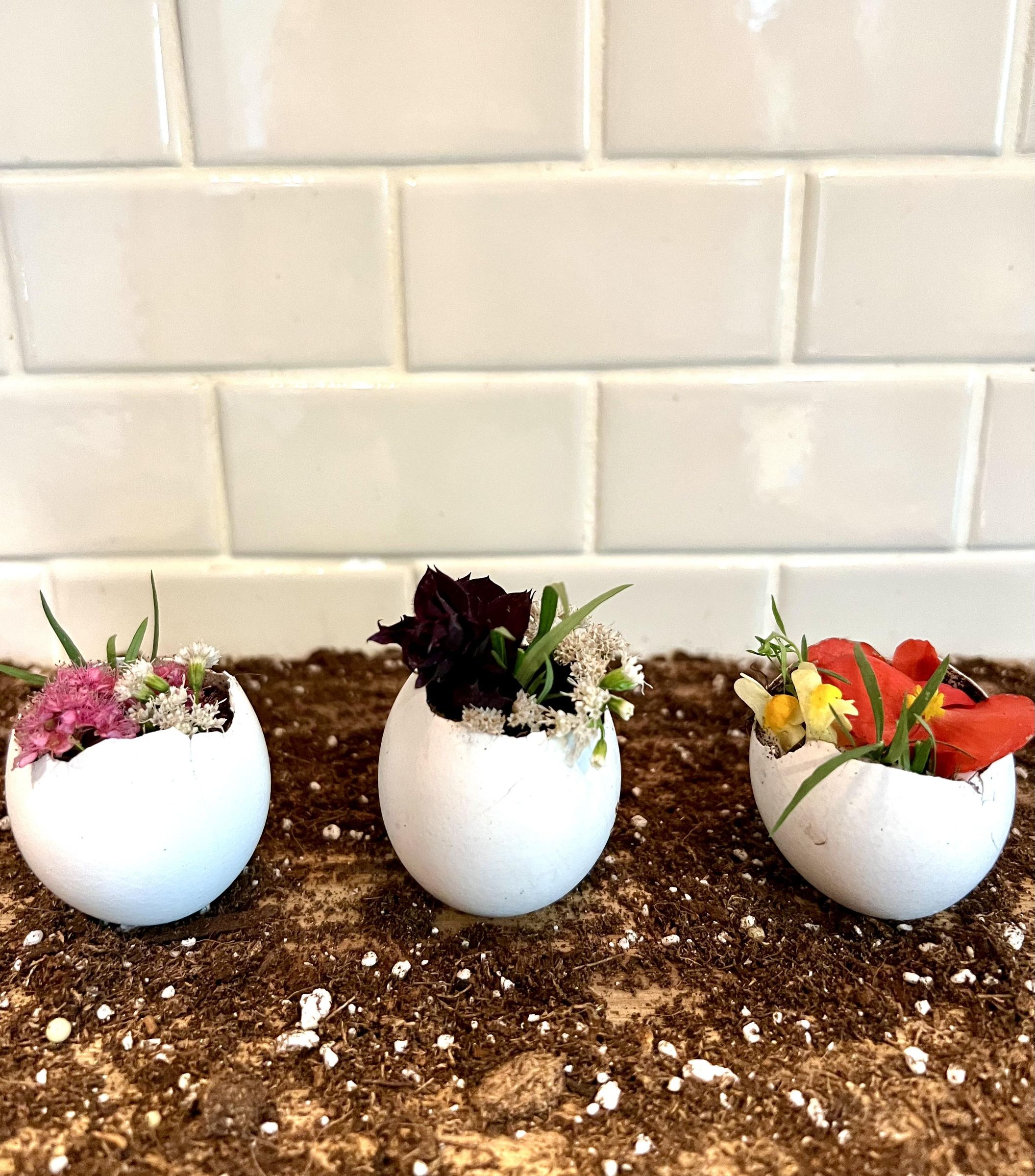 Egg Shell Planters : 5 Steps - Instructables