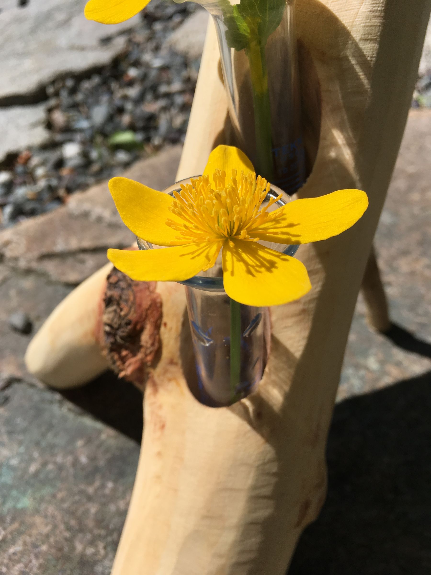 Dandelion Vase : 8 Steps (with Pictures) - Instructables