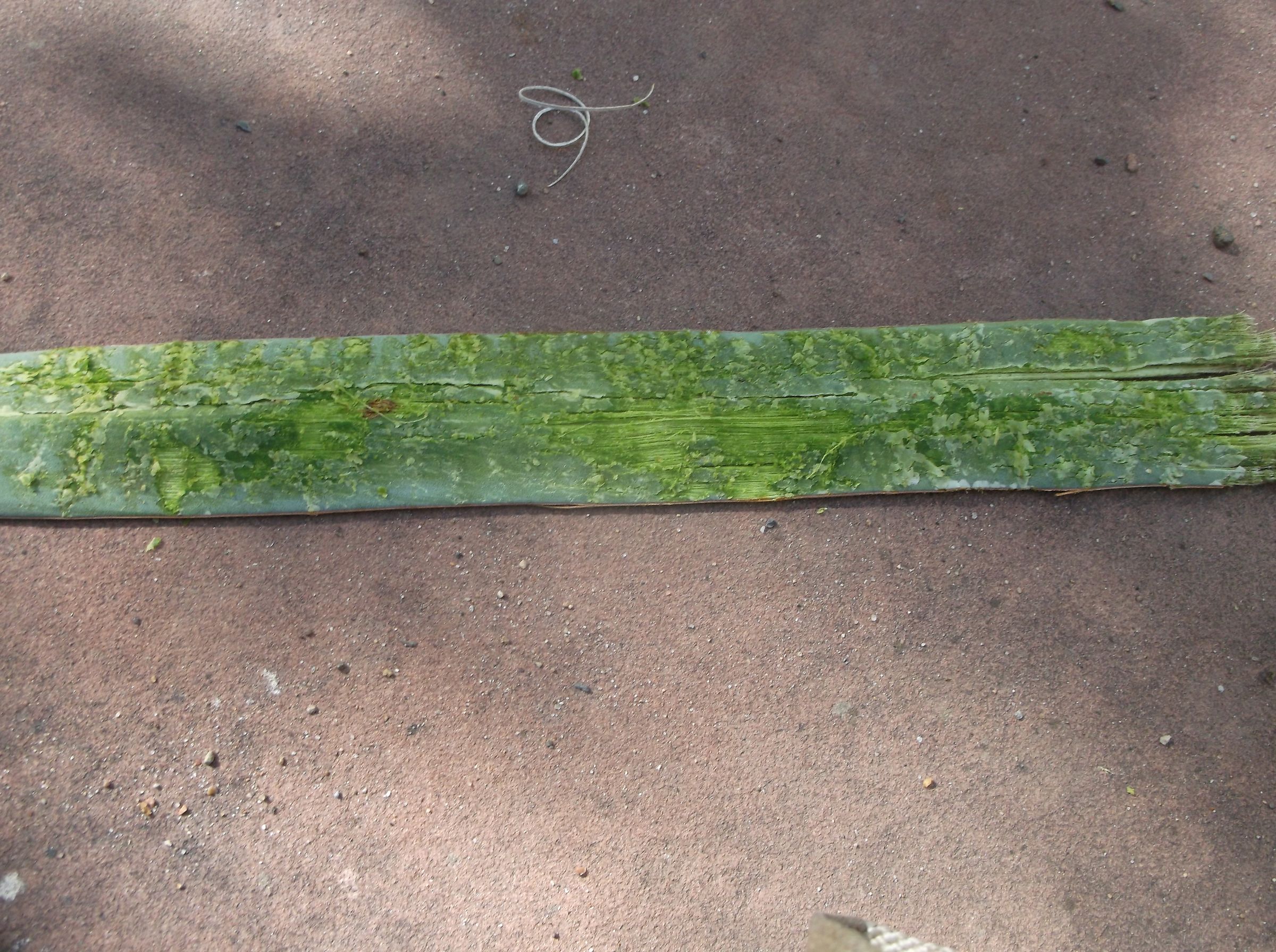 Processing Yucca Fibre With Primitive Tools : 6 Steps (with Pictures ...