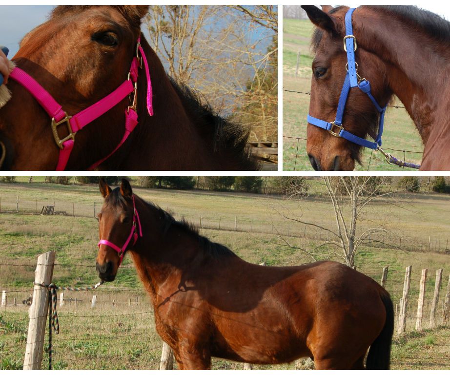 How to Groom Your Horse : 8 Steps (with Pictures) - Instructables