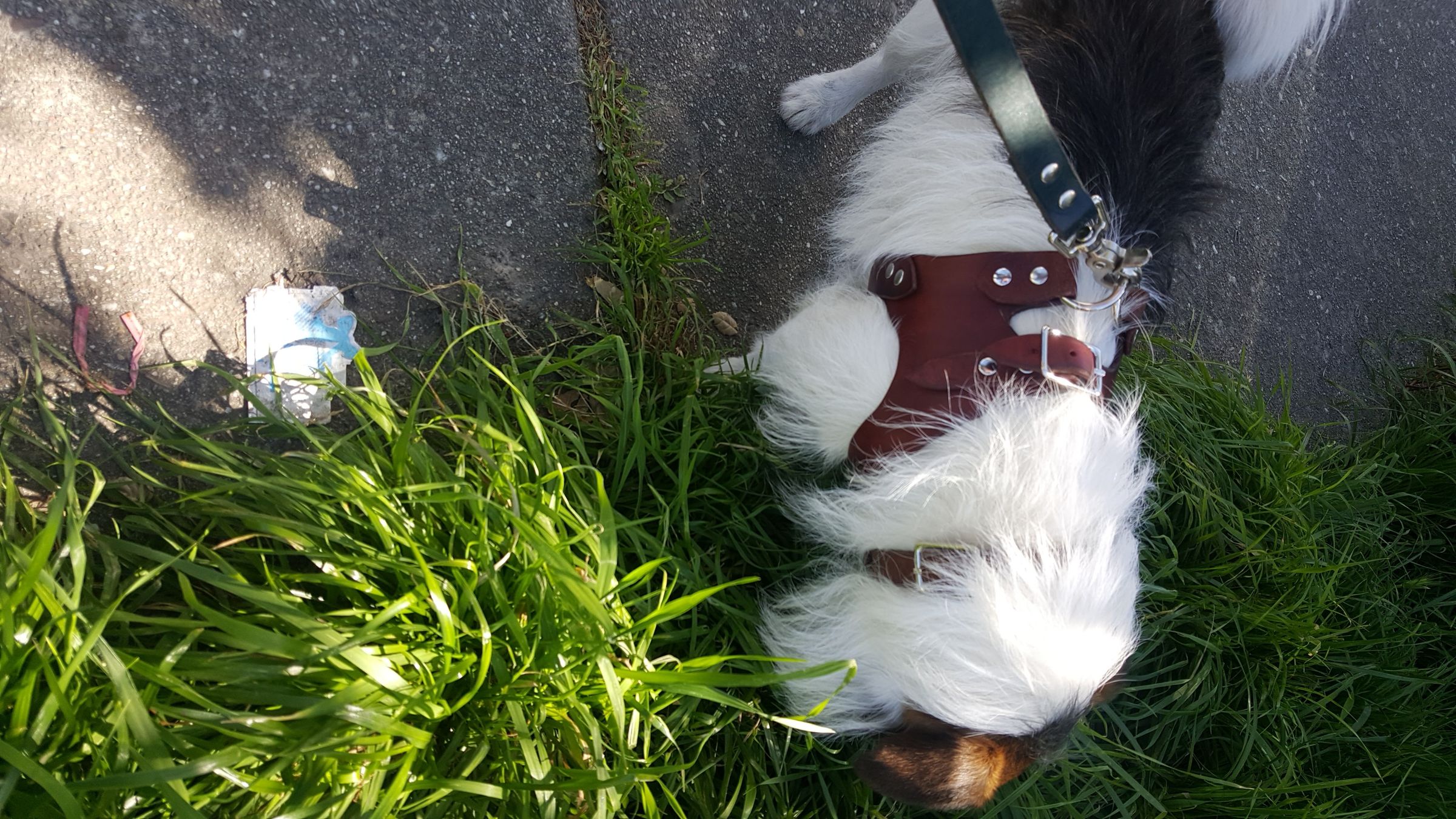 Making a Custom Leather Dog Harness : 17 Steps (with Pictures ...
