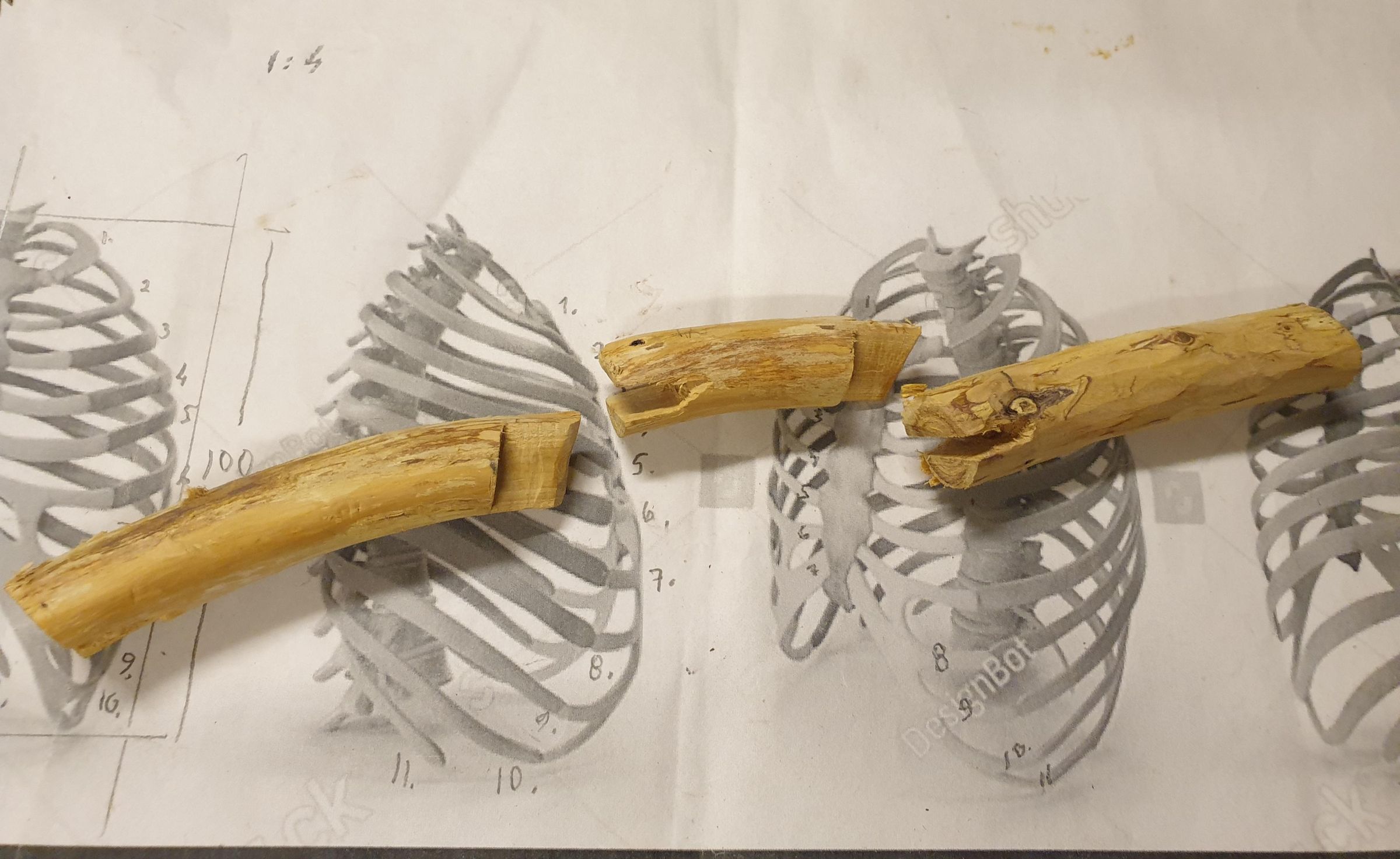 Handmade Wooden Ribcage : 8 Steps (with Pictures) - Instructables