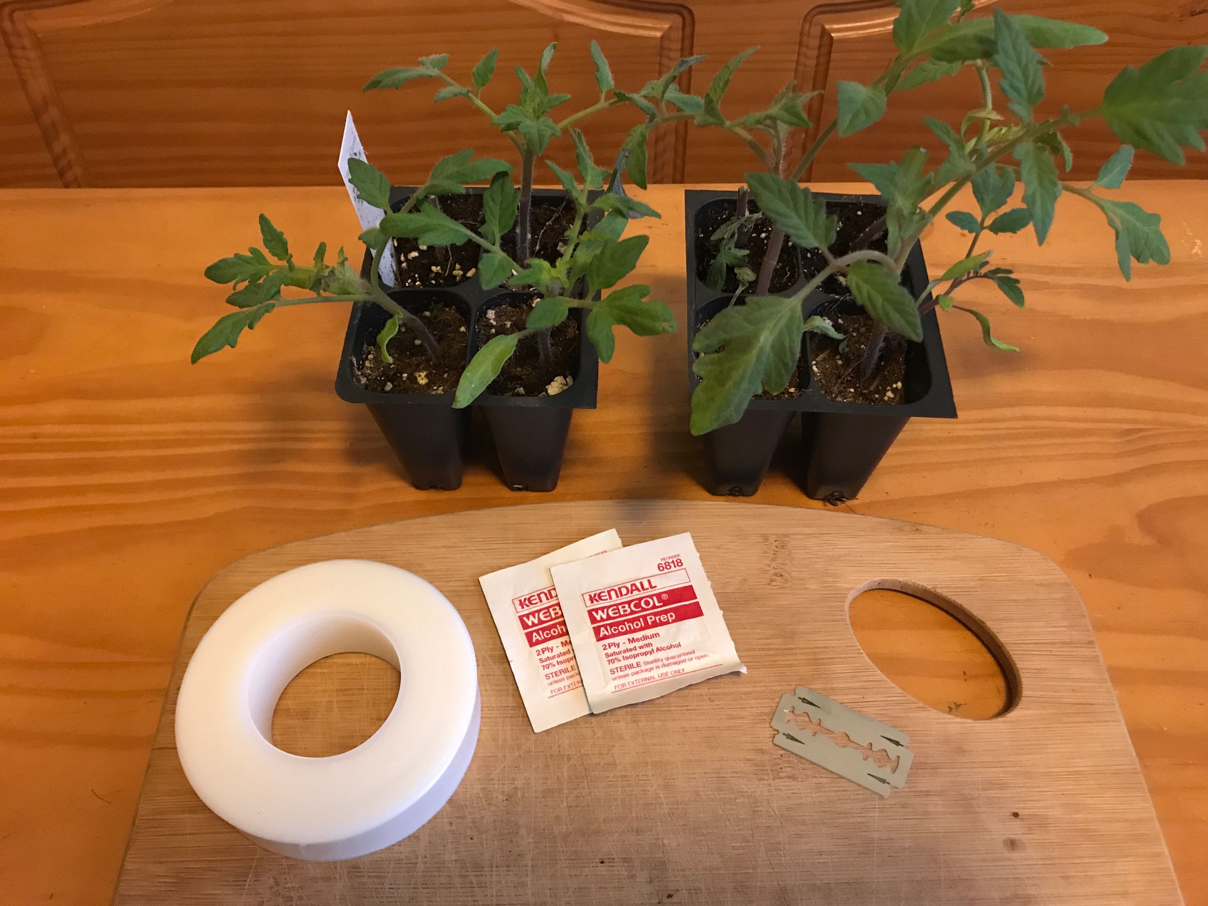 PlantGrafting : 8 Steps (with Pictures) - Instructables