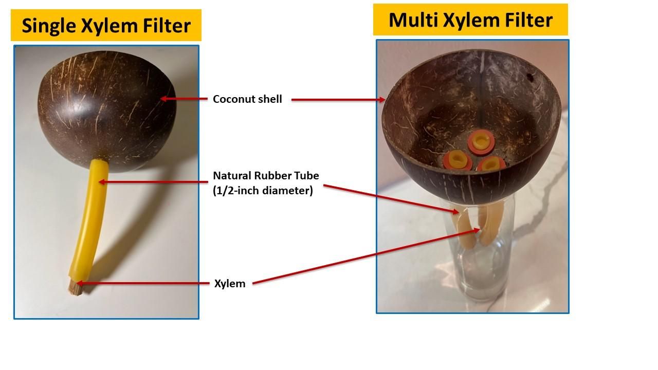 Unusual Use of Plant Xylem & Coconut Shell to Make Water Filter : 11 ...