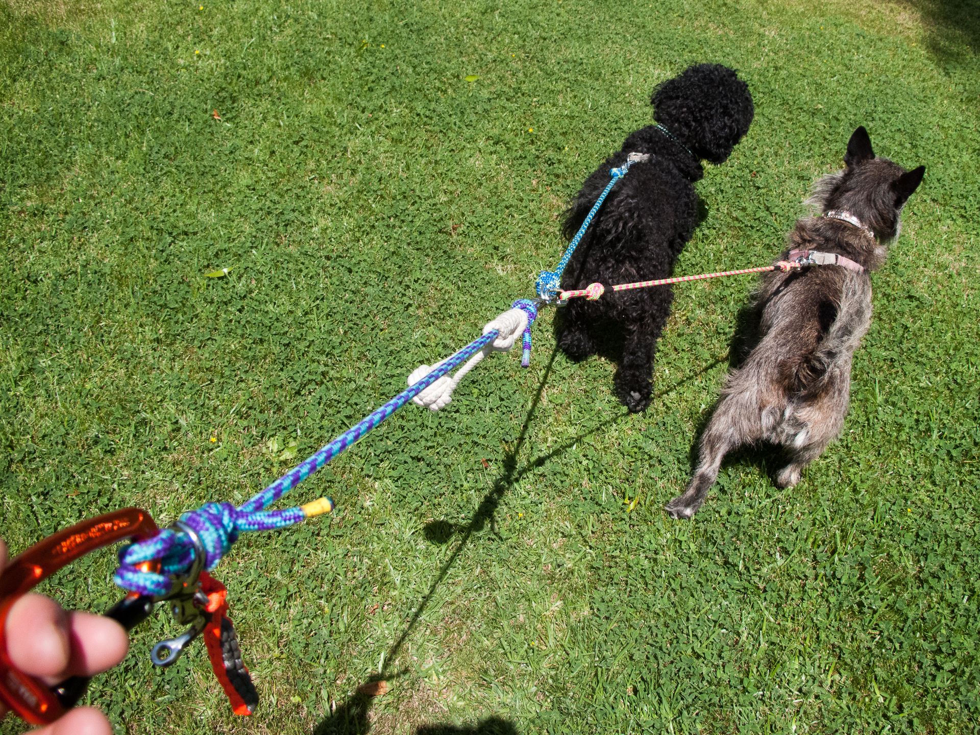 Rope Leash for 2 Dogs - Instructables